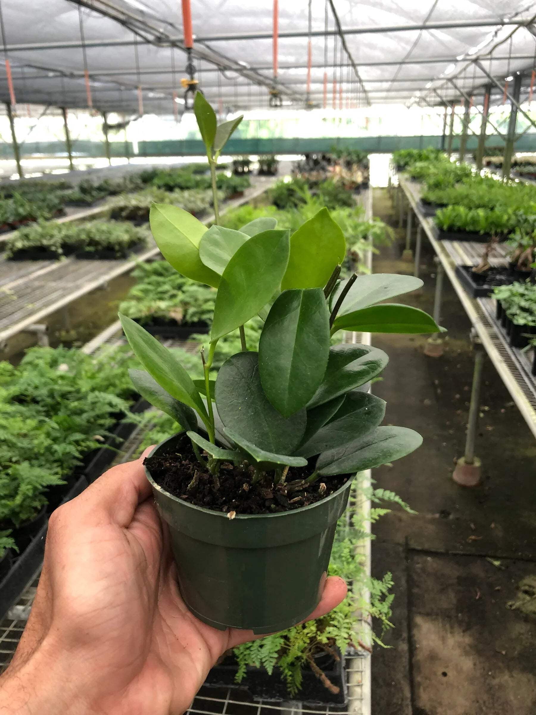 Hoya 'Australis', 6" Pot, Indoor Houseplant, Easy Care, Live Plant for ...