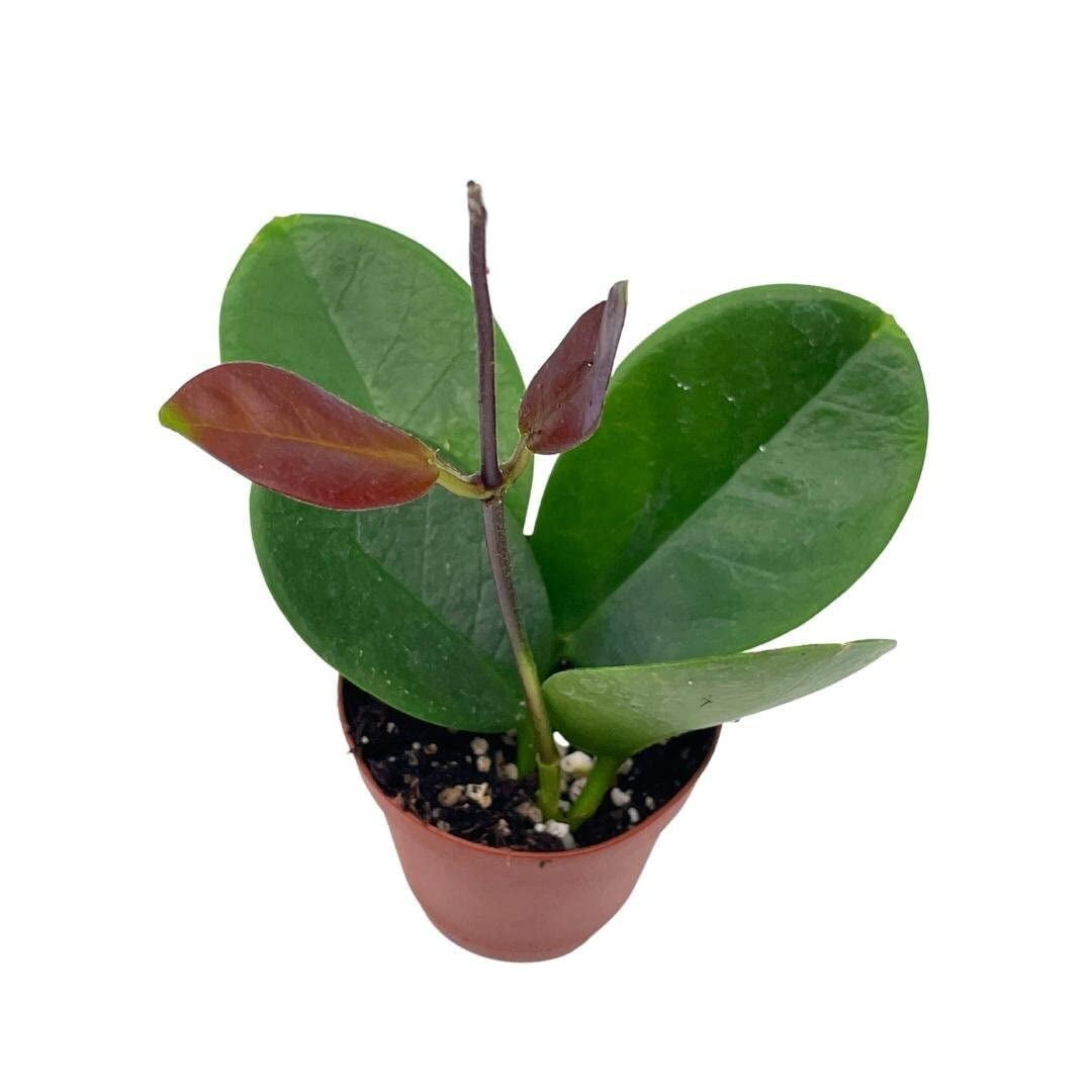 Hoya Australis in a 2 inch Pot, Live Rooted Potted Tiny Mini Pixie ...
