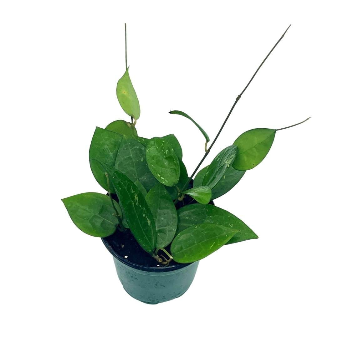 Hoya Black Margin, Parasitica, in 4 inch Pot, Rare Limited Collectors ...