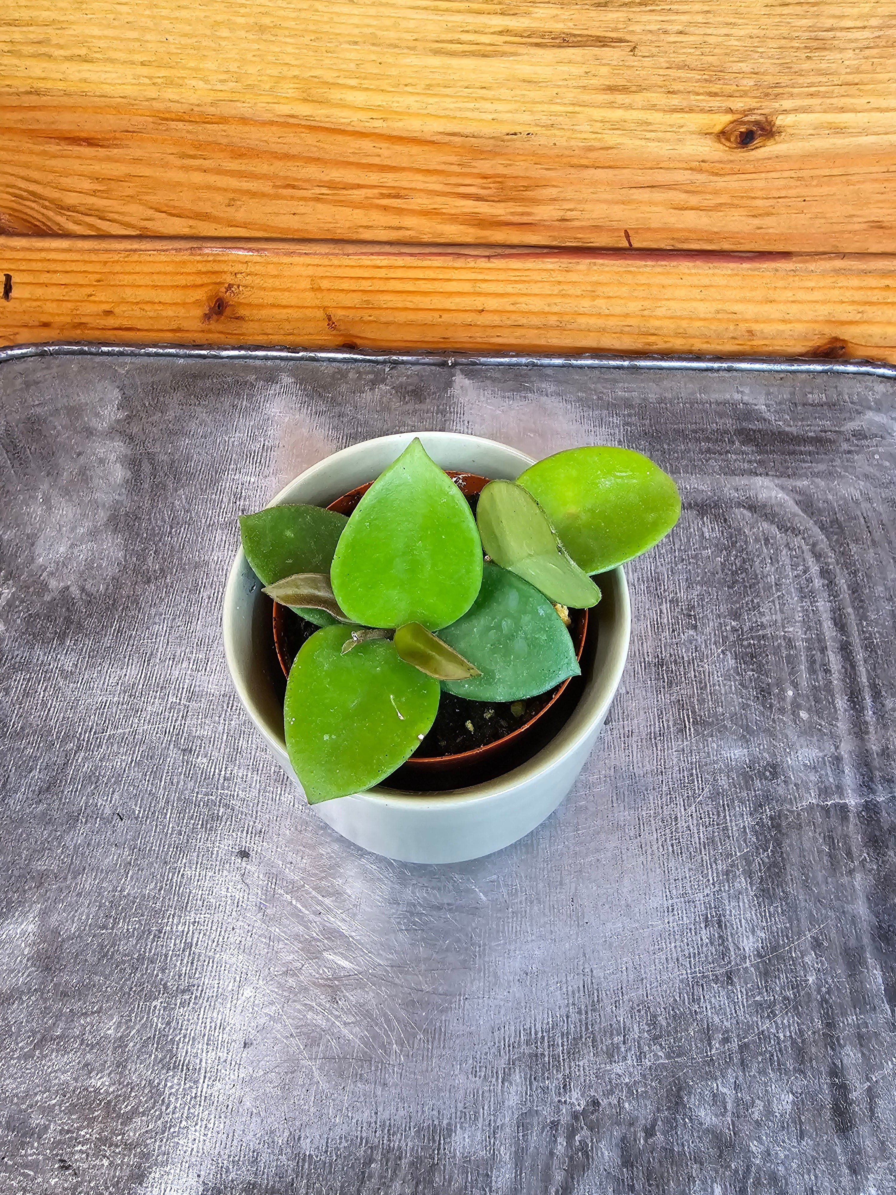 Hoya CV Chouke, 2" Plant - Walmart.com
