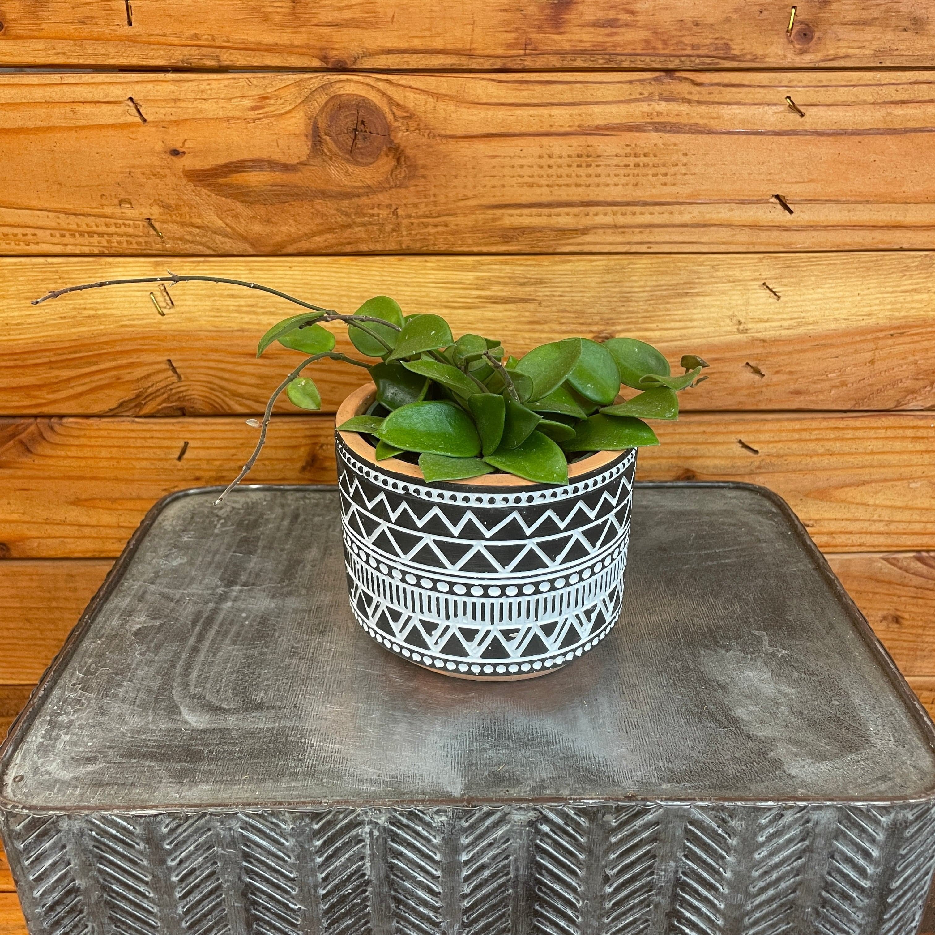 Hoya CV Chouke, 4" Plant, The Plant Farm - Walmart.com