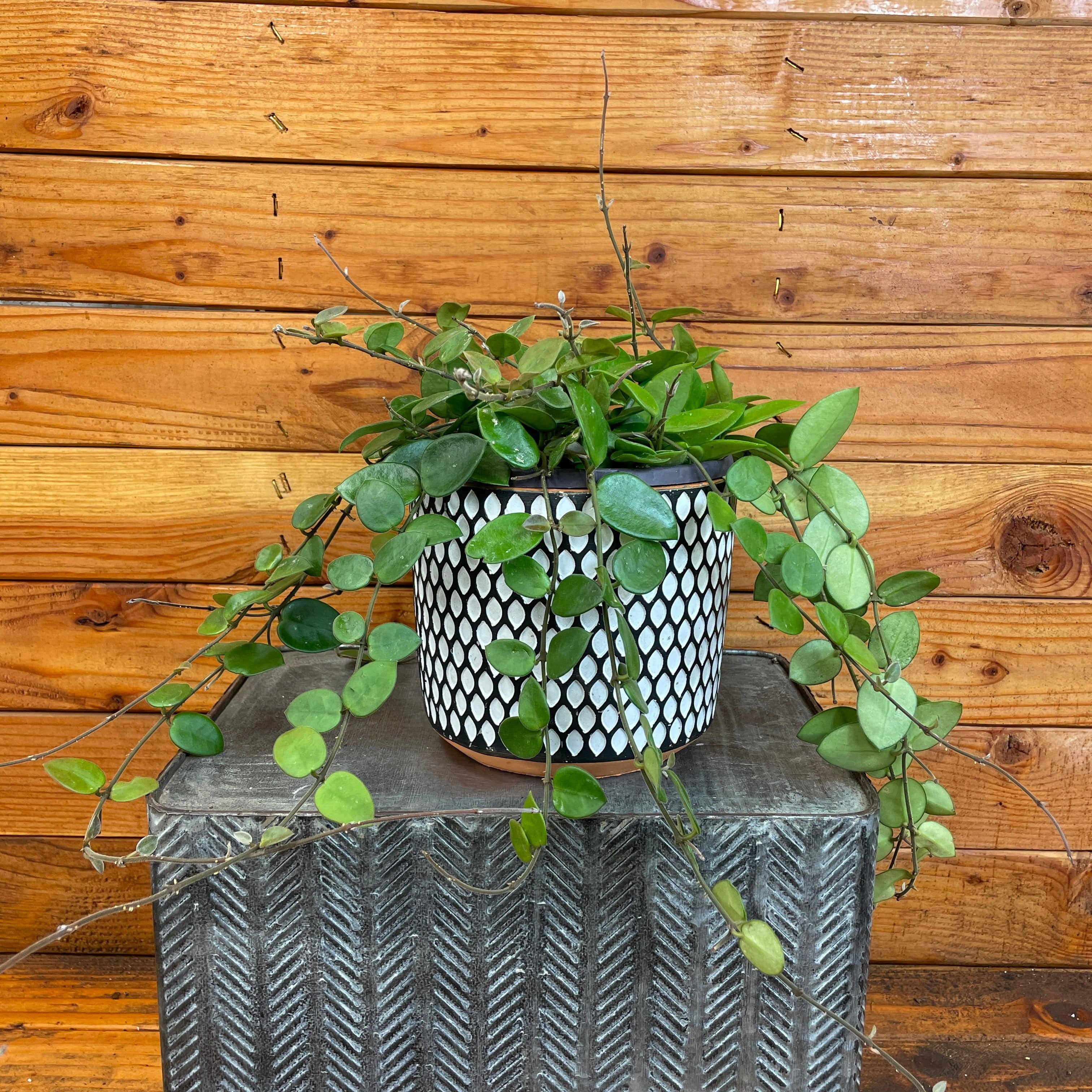 Hoya CV Chouke, 6" Plant, The Plant Farm - Walmart.com