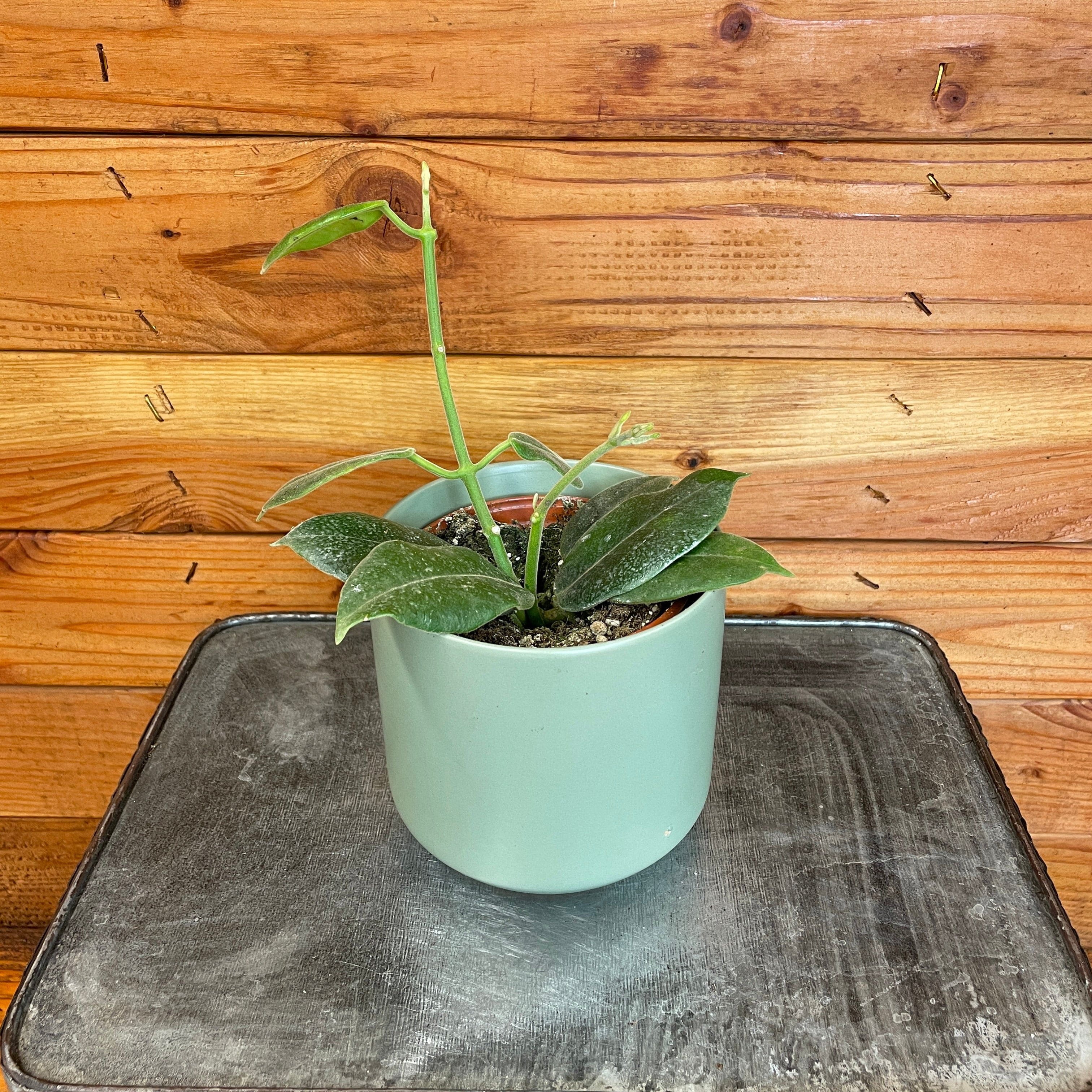 Hoya CV Optimistic, 4" Plant, The Plant Farm - Walmart.com
