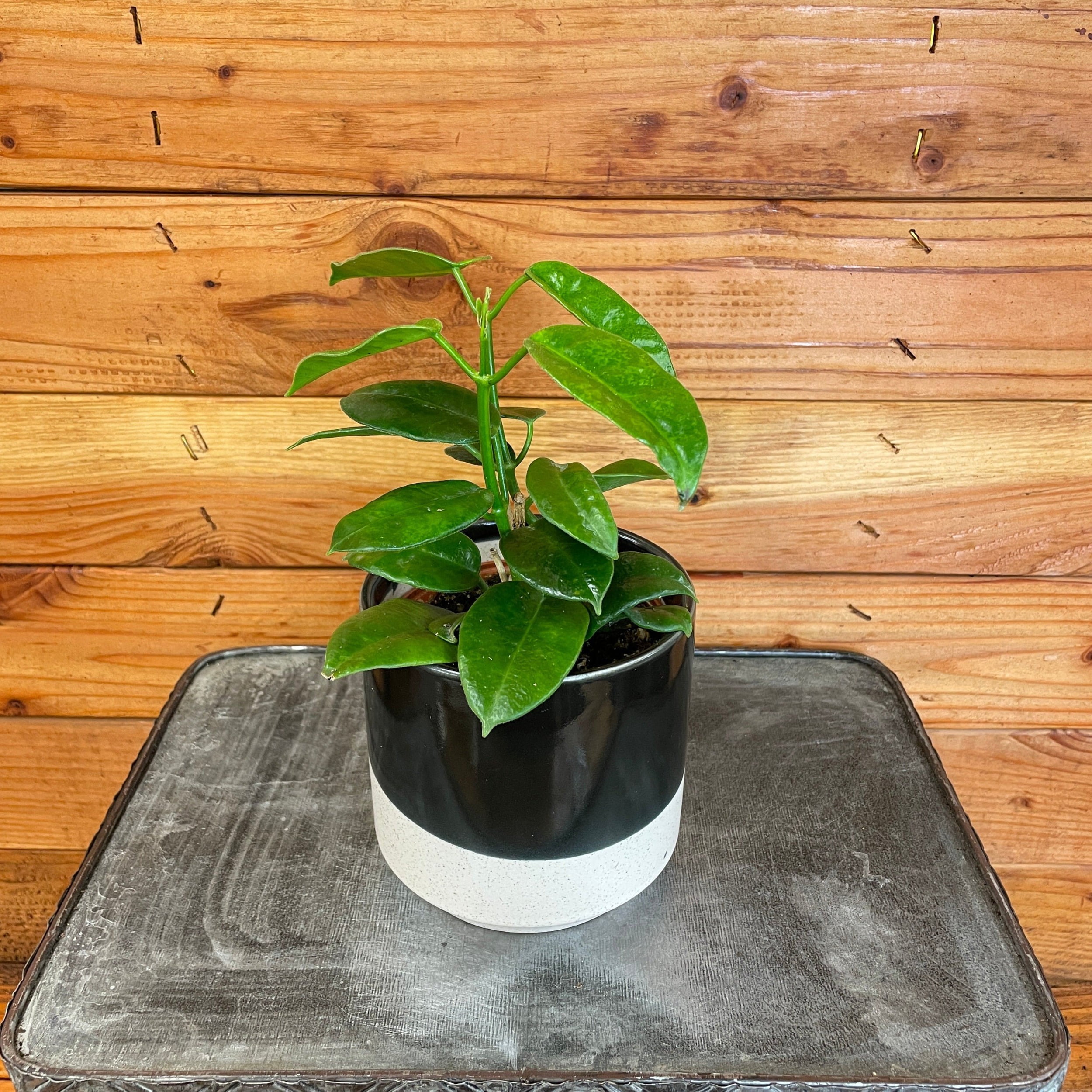 Hoya CV Ruthie, 4" Plant, The Plant Farm - Walmart.com