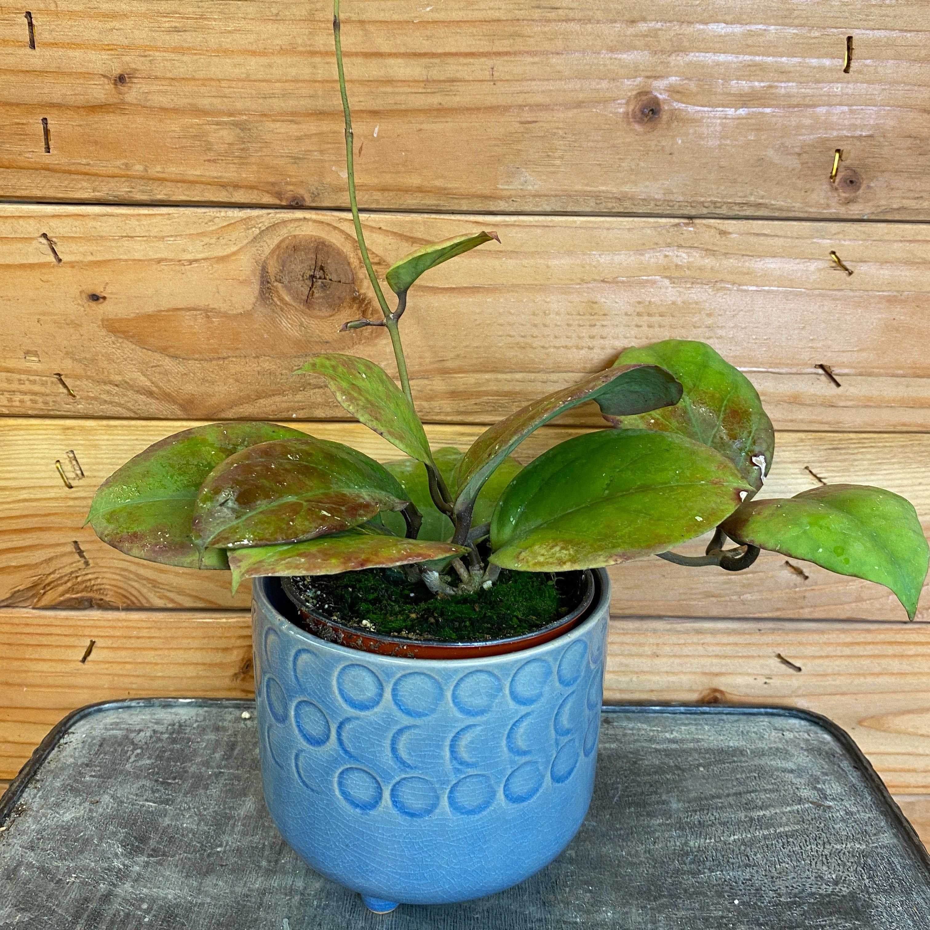 Hoya CV Viola, 4" Plant, The Plant Farm - Walmart.com