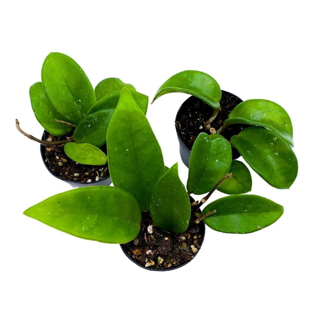 Hoya Carnosa 2 inch Set of 3 Honey Wax Plant Porcelain Flower Tiny Mini ...