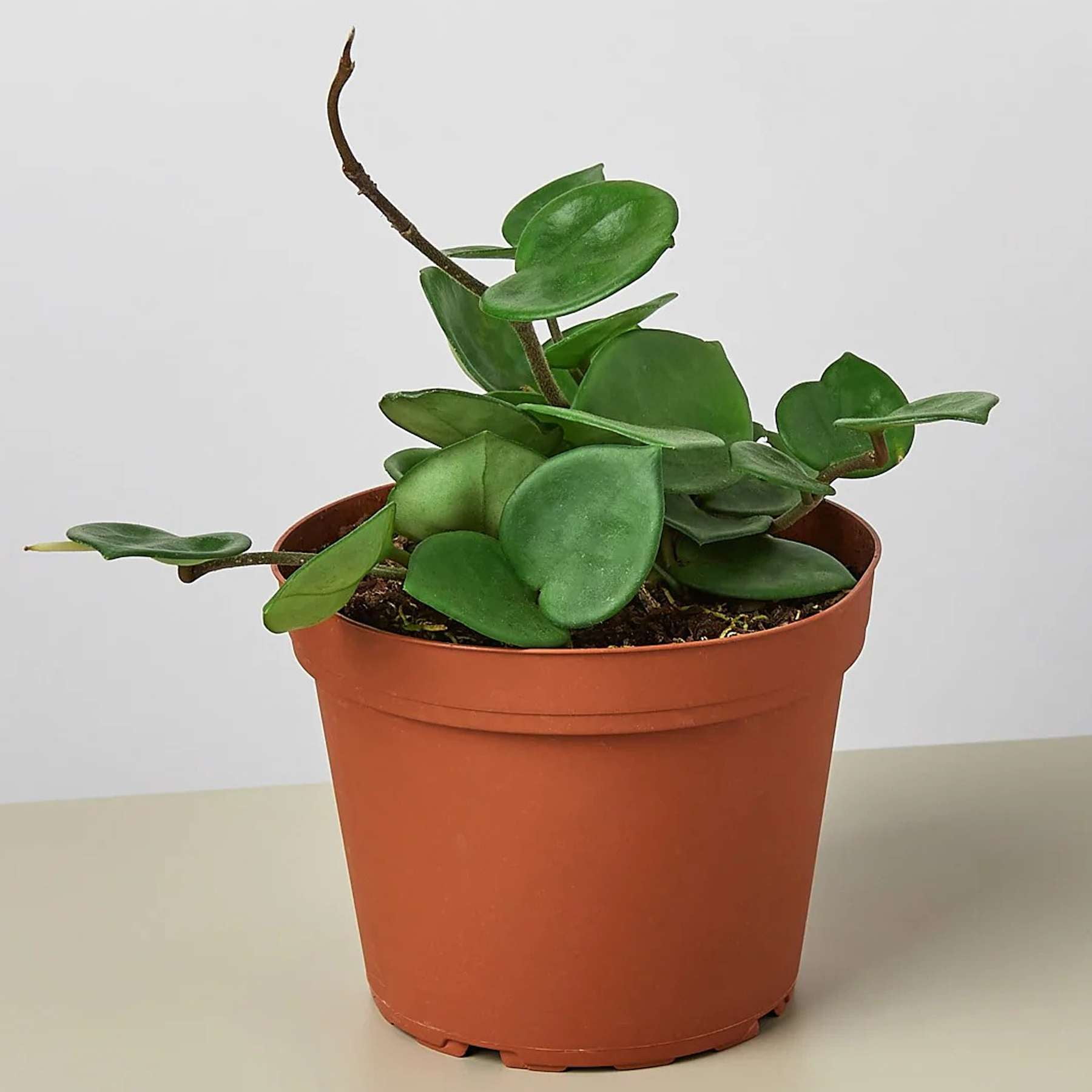 Hoya Carnosa 'Chelsea' Live Plant for Indoor | Different Houseplants in ...