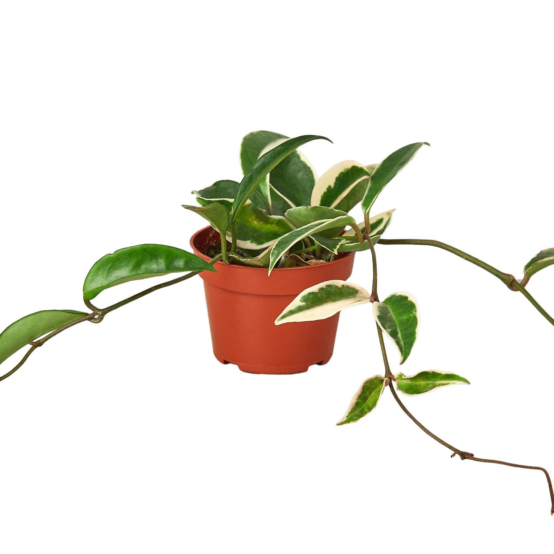 Hoya Carnosa 'Tricolor', 4" Pot, Indoor Houseplant, Easy Care, Live ...