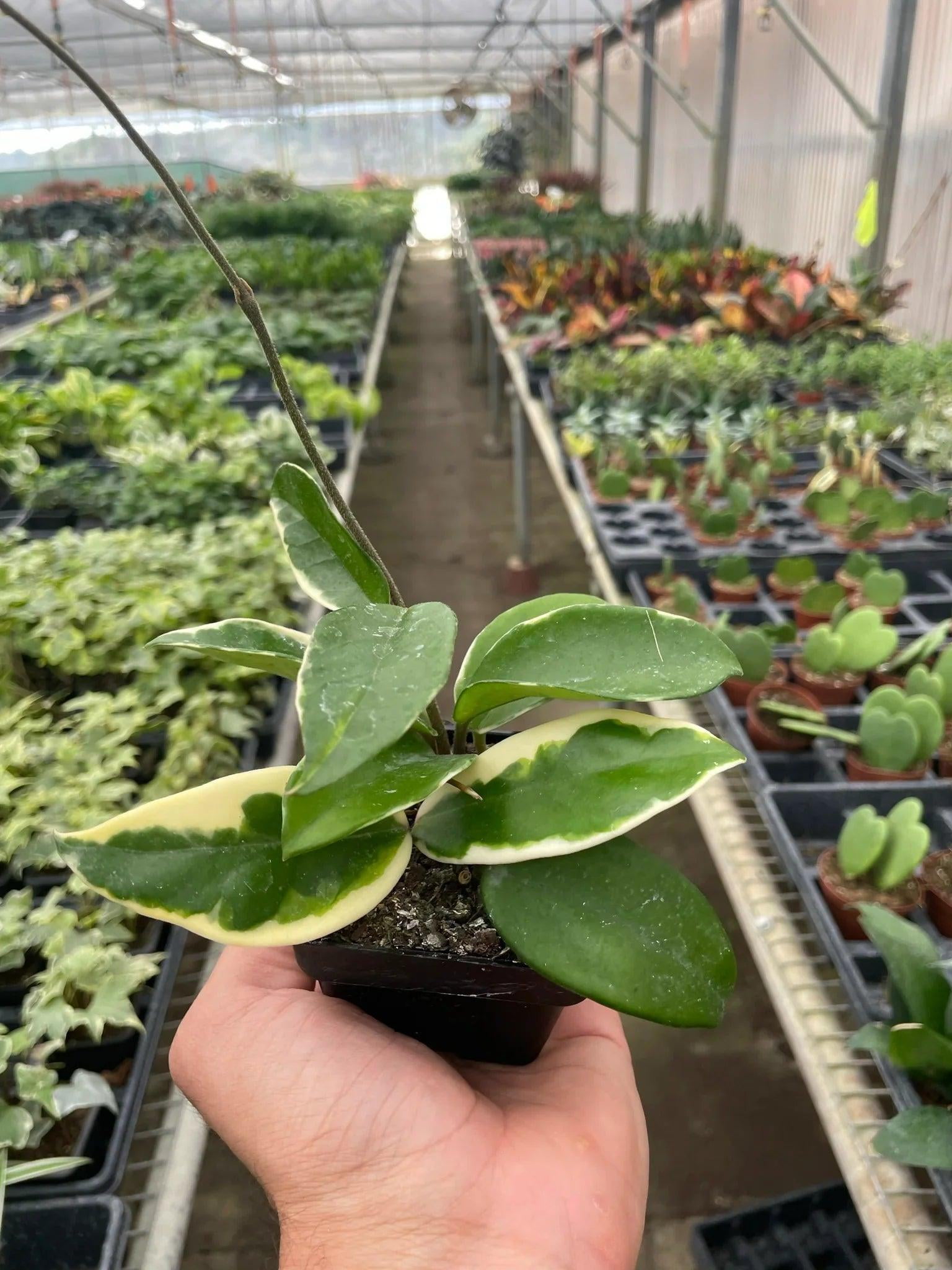 Hoya Carnosa 'Tricolor' Size: 3" Pot | Live Plant for Indoor & Outdoor ...