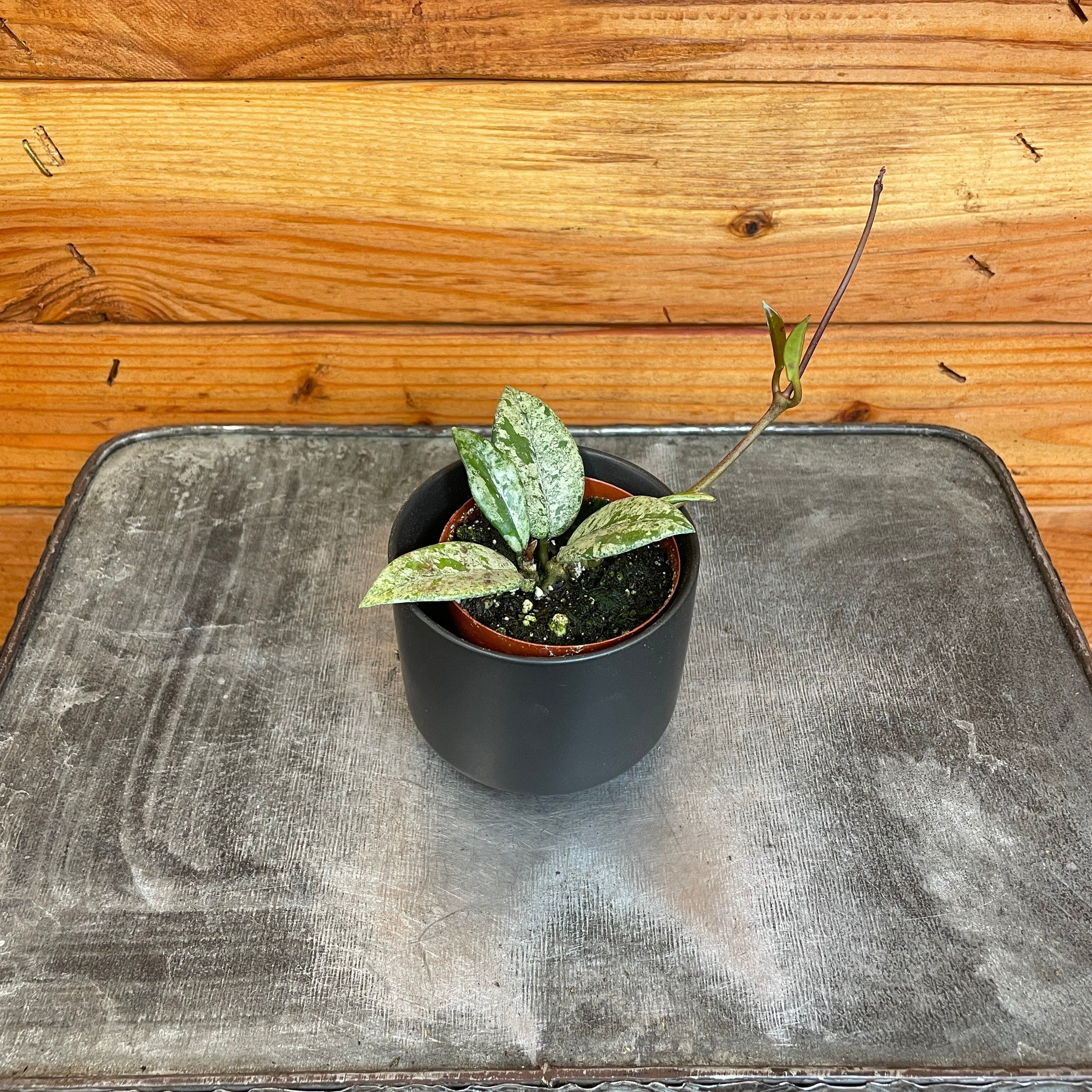 Hoya Carnosa Wilbur Graves, 2" Plant, The Plant Farm - Walmart.com