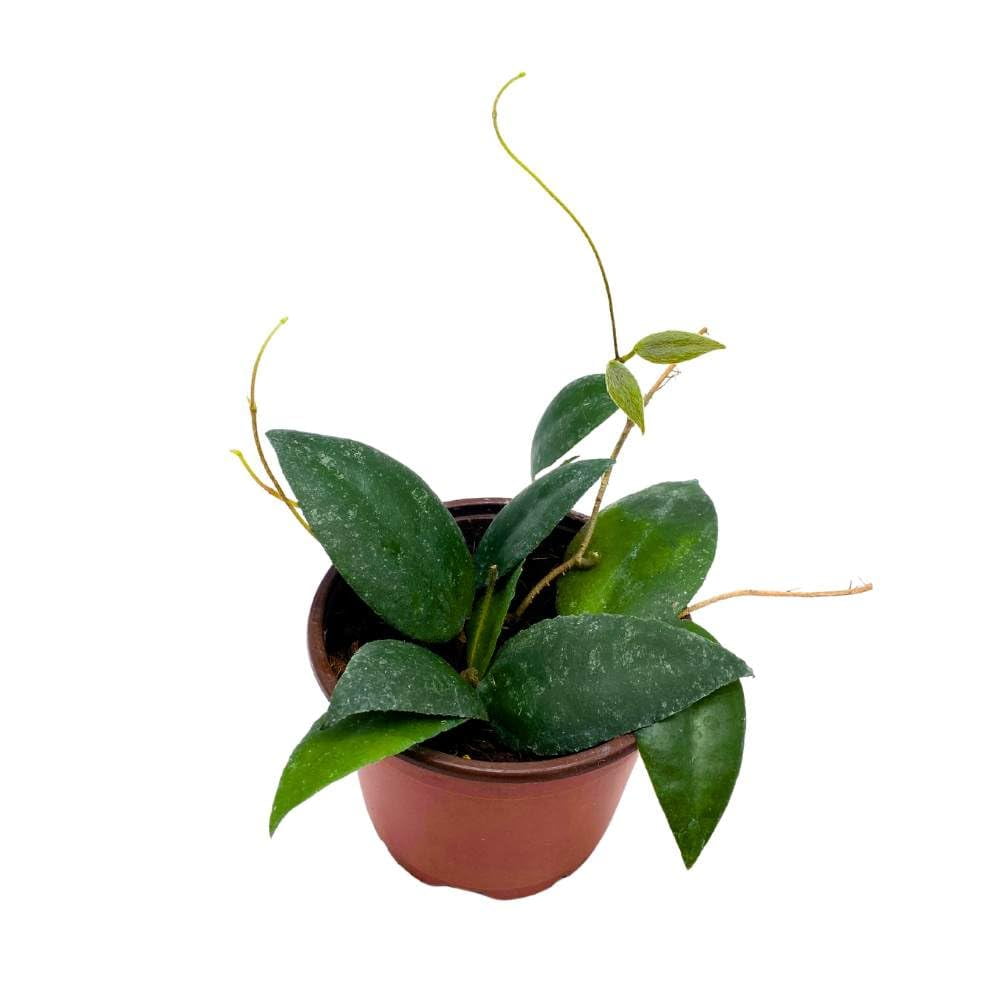 Hoya Caudata Sumatra 4 inch Rare Wax Plant Porcelian Flower - Walmart.com