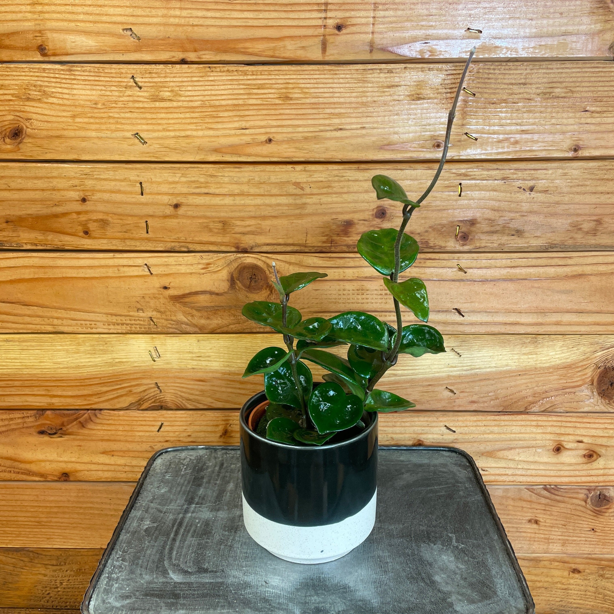 Hoya Chelsea, 4" Plant, The Plant Farm - Walmart.com