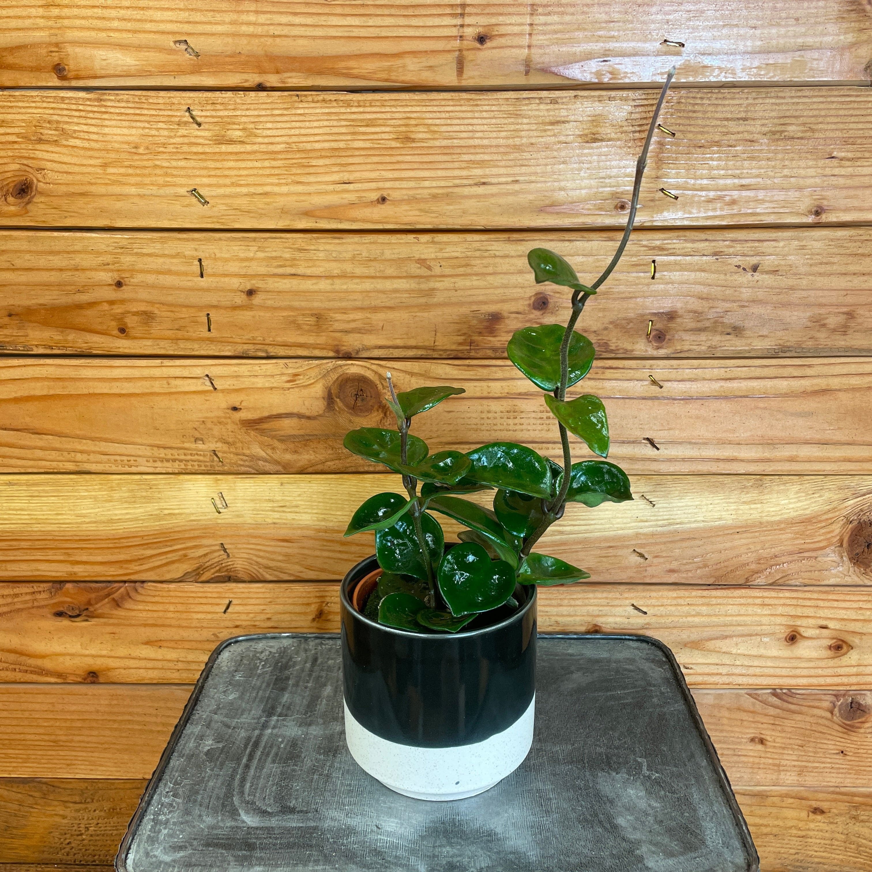 Hoya Chelsea, 4" Plant, The Plant Farm - Walmart.com