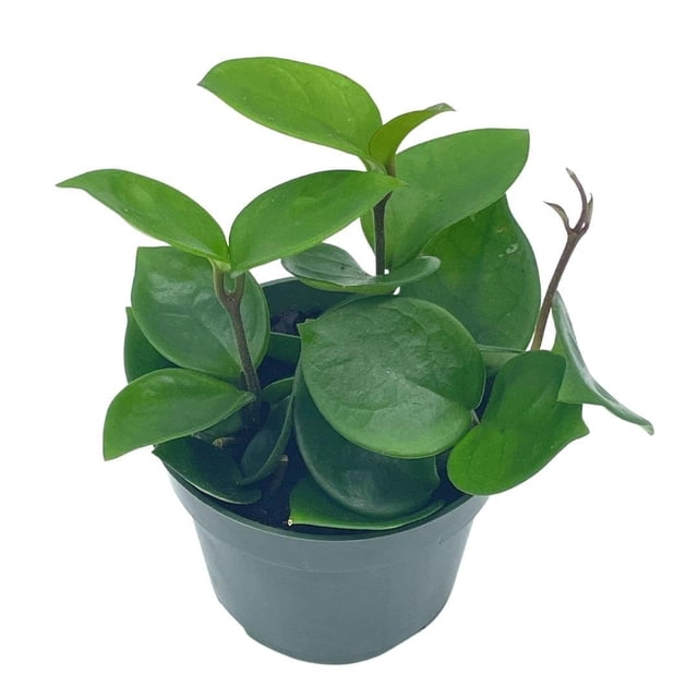 Hoya Chelsea Carnosa, Very Full 4" Potted Starter, Honeyplant Waxplant ...
