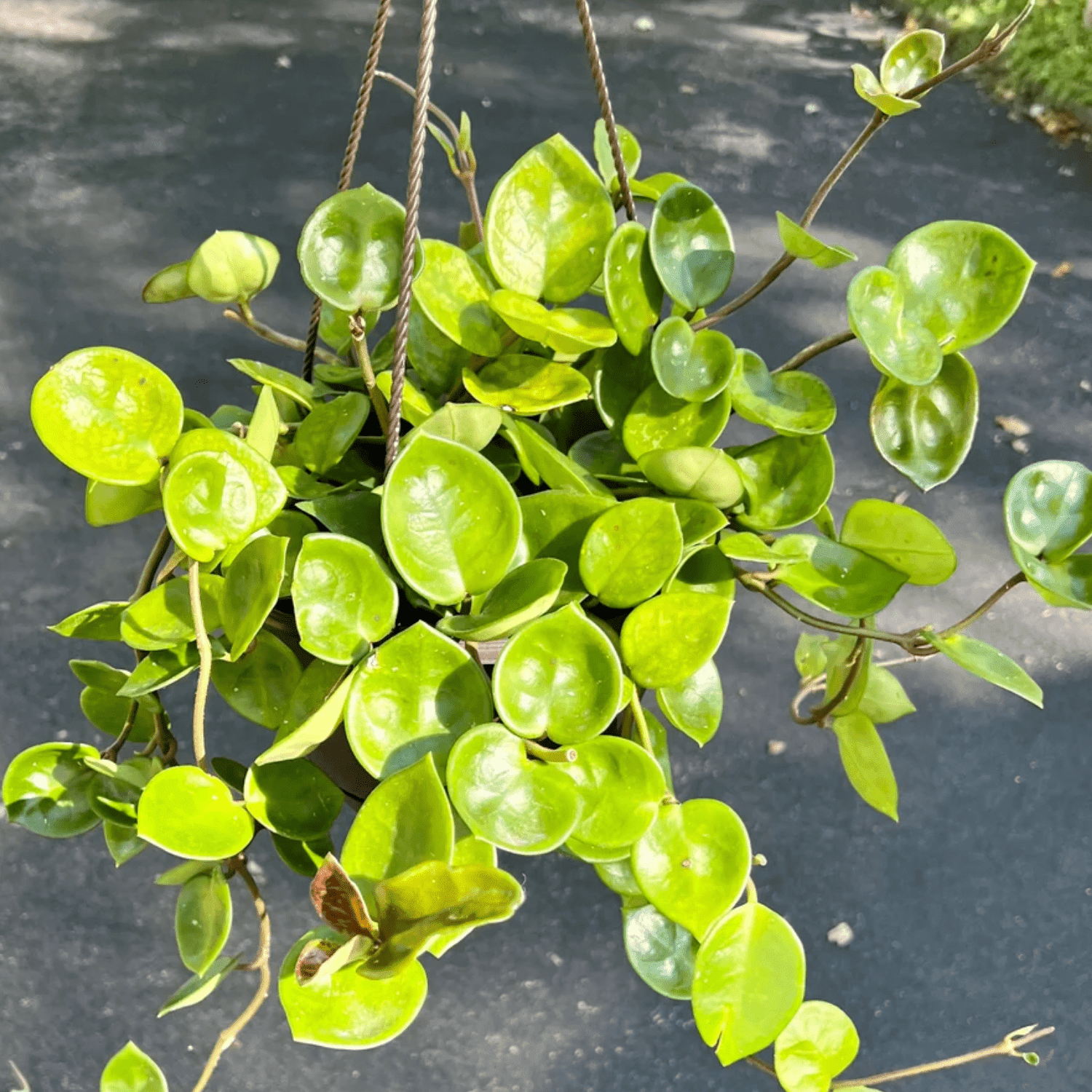Hoya Green Plant, Rare Hoya Plant From 4 Inches Tall Bareroot, Indoor ...