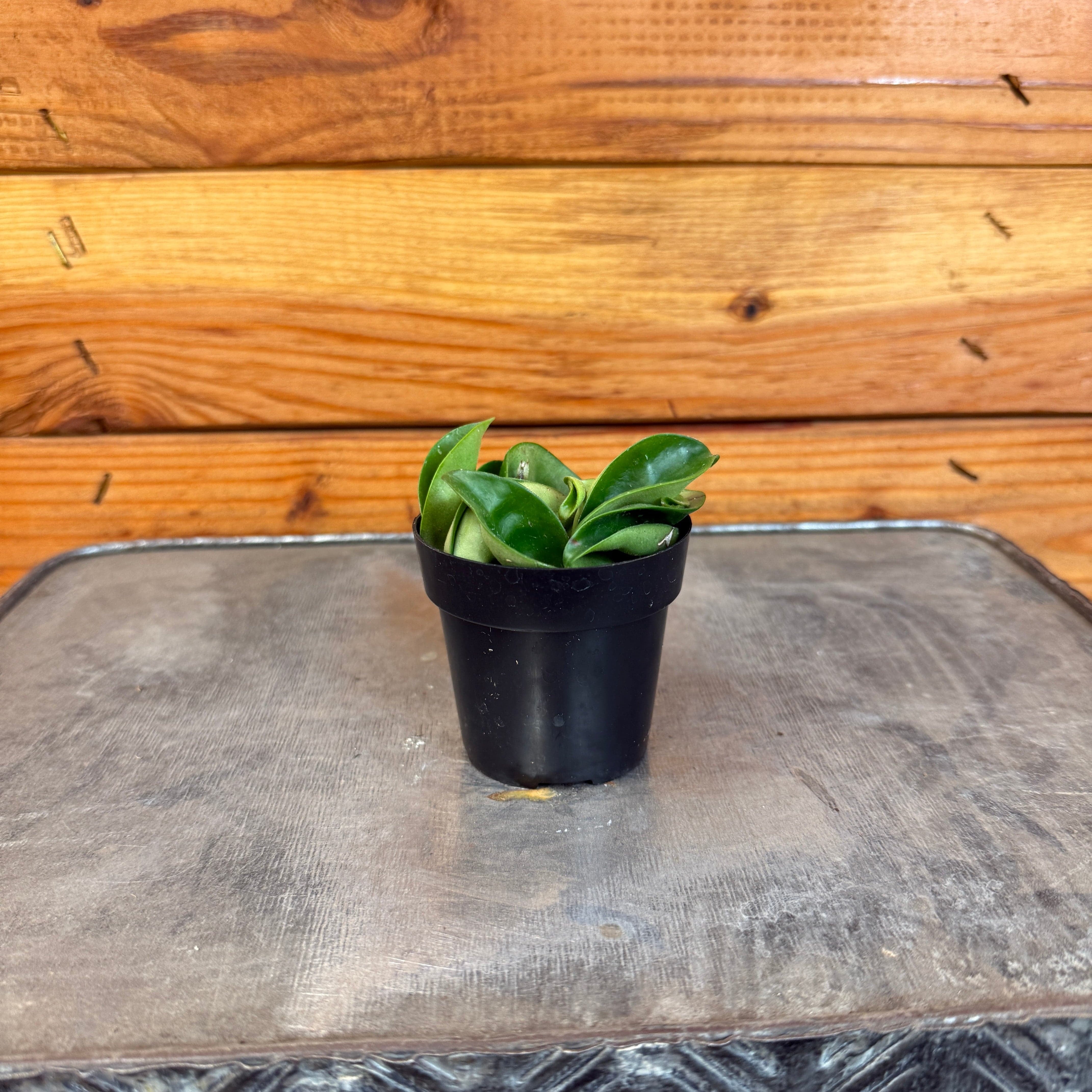 Hoya Compacta, 2" Plant, The Plant Farm - Walmart.com