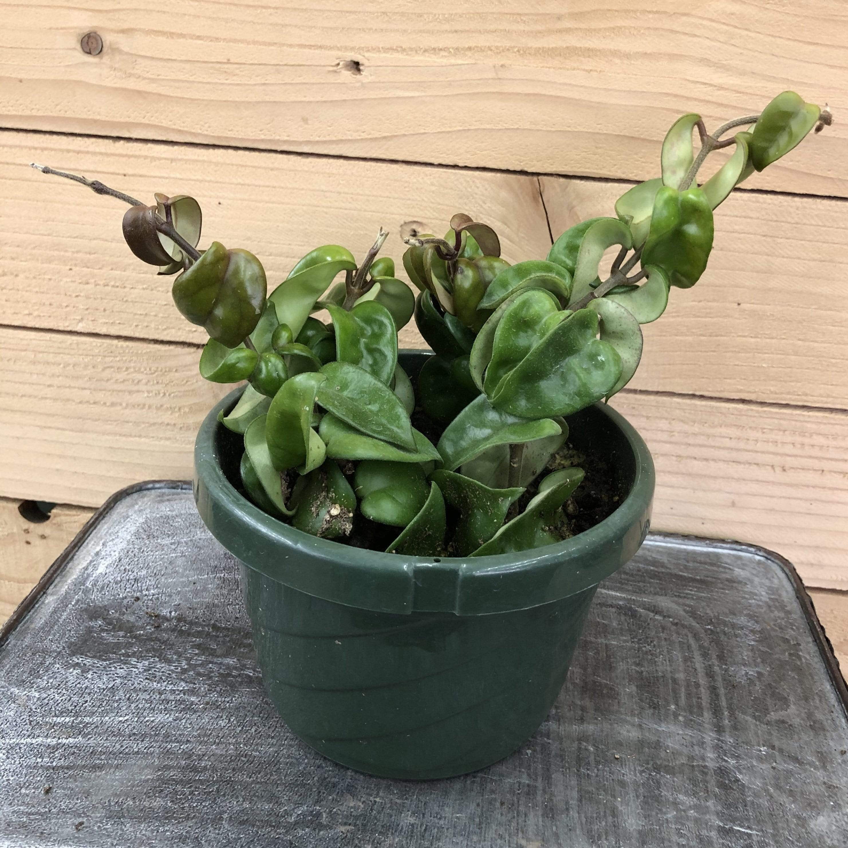 Hoya Compacta, 6" Plant, The Plant Farm - Walmart.com