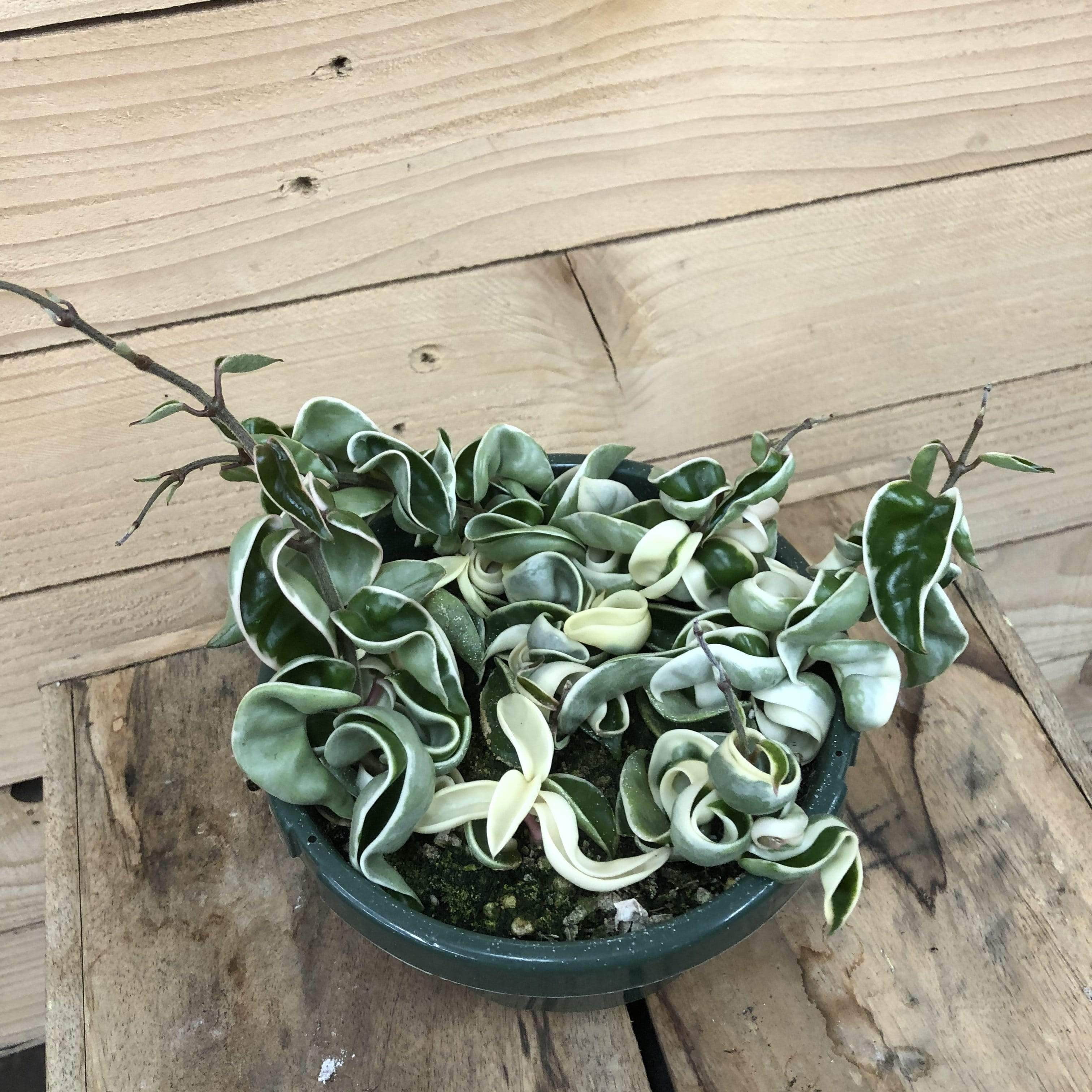 Hoya Compacta Variegated, 6" Plant, The Plant Farm - Walmart.com