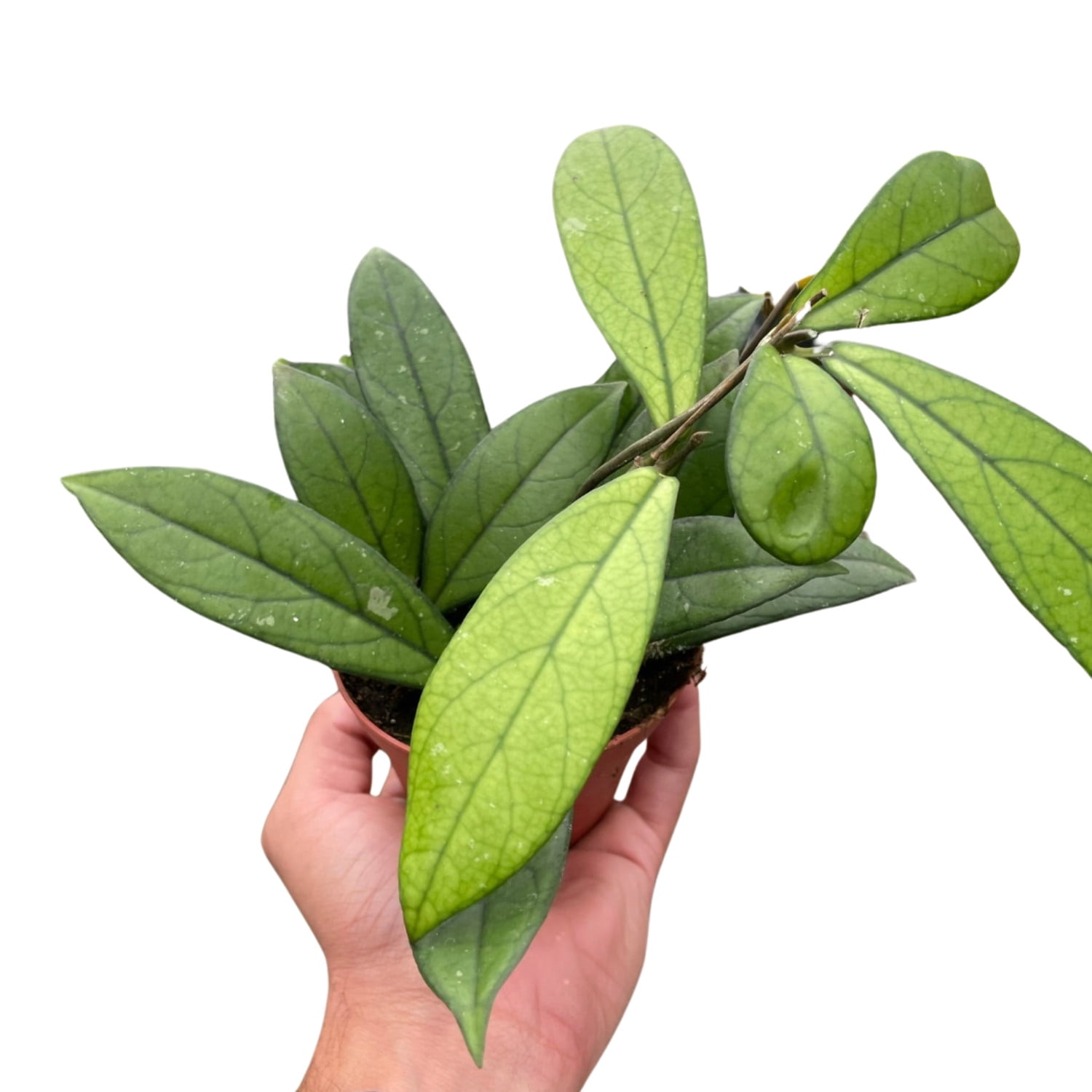 Hoya 'Crassipetiolata', 4" Pot, Indoor Houseplant, Easy Care, Live ...