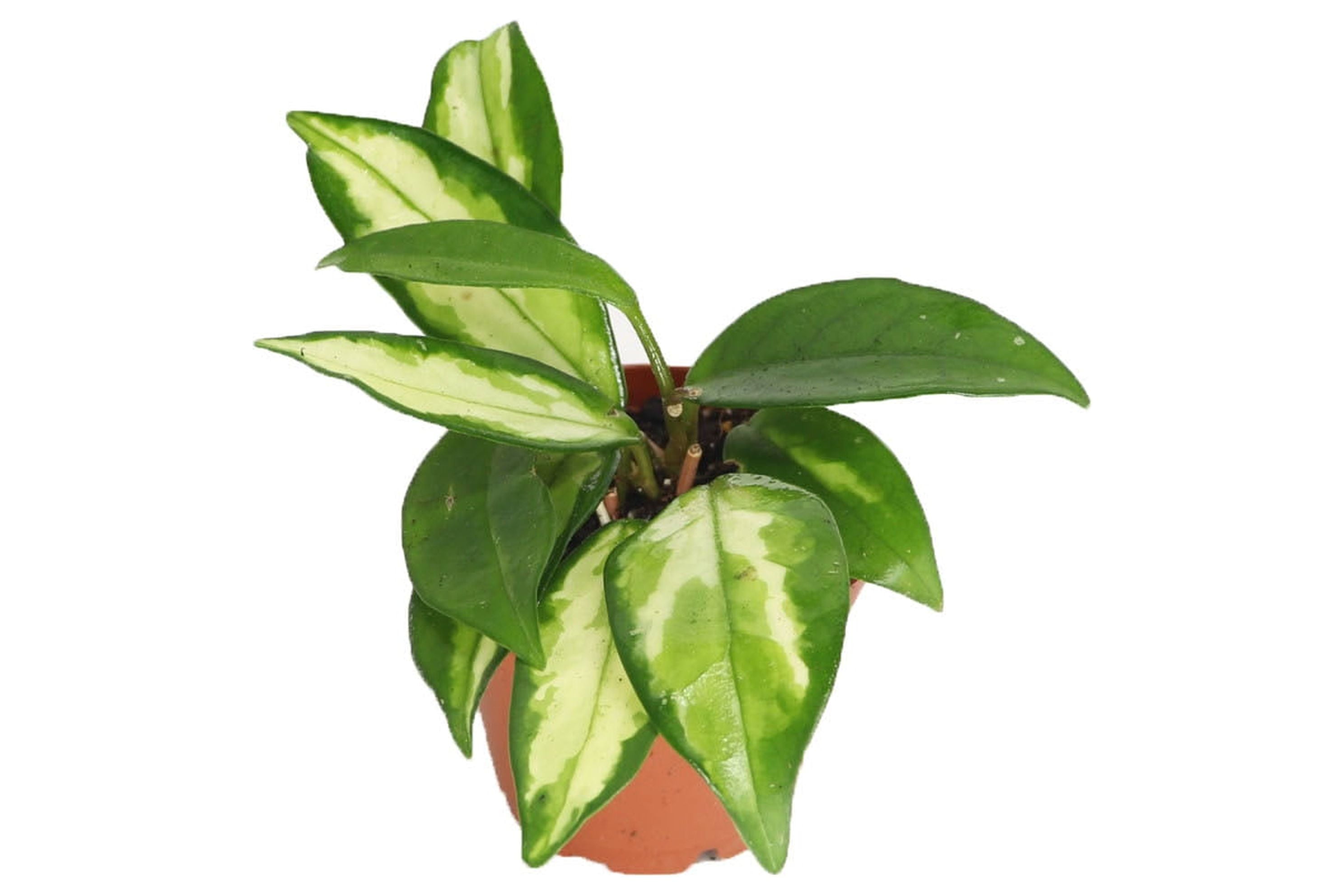 Hoya Crimson Princess - 2'' from California Tropicals - Walmart.com