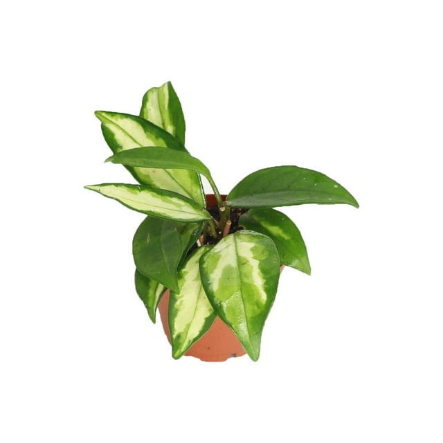 Hoya Crimson Princess - 2'' from California Tropicals - Walmart.com