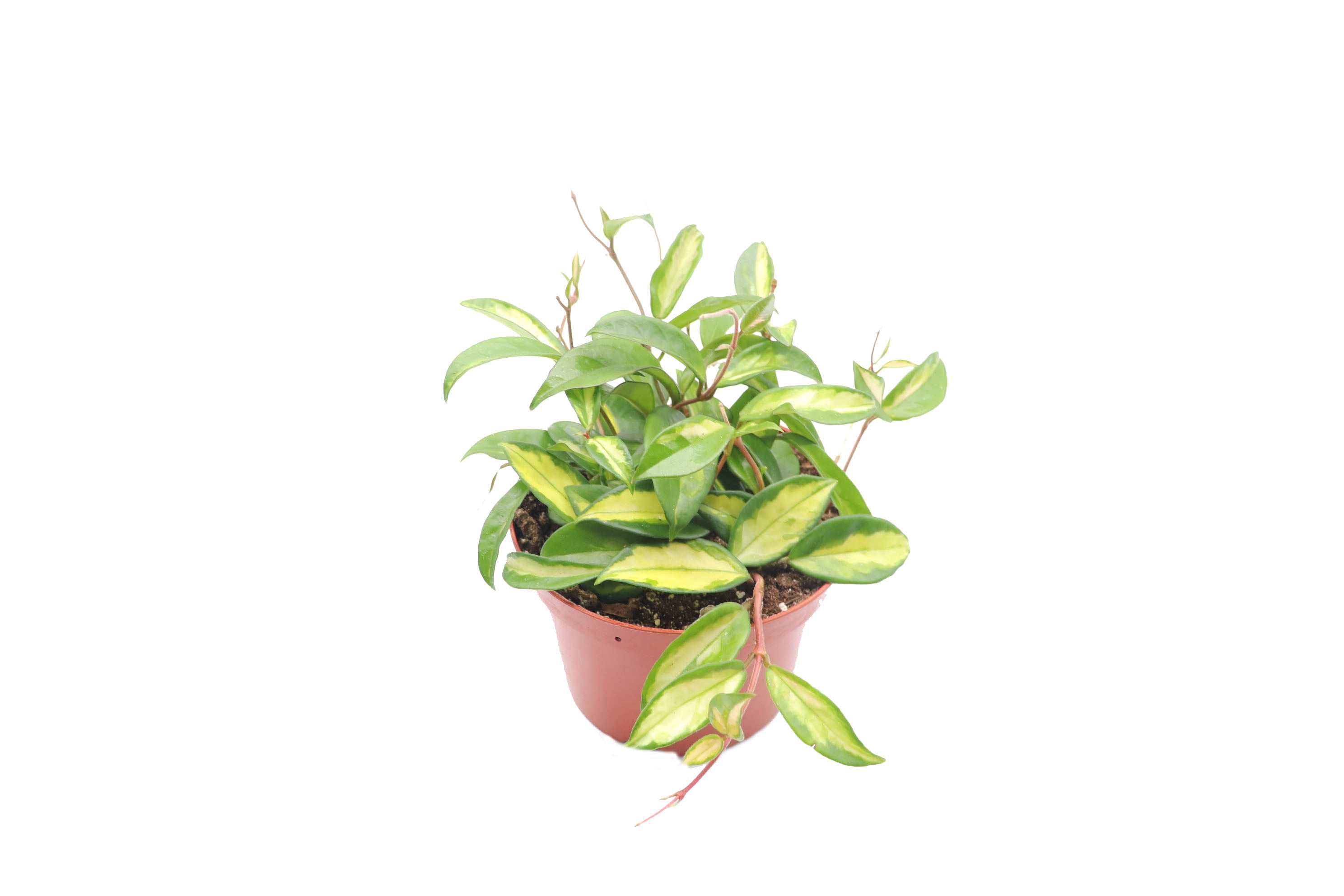 Hoya Crimson Princess - 6'' from California Tropicals - Walmart.com