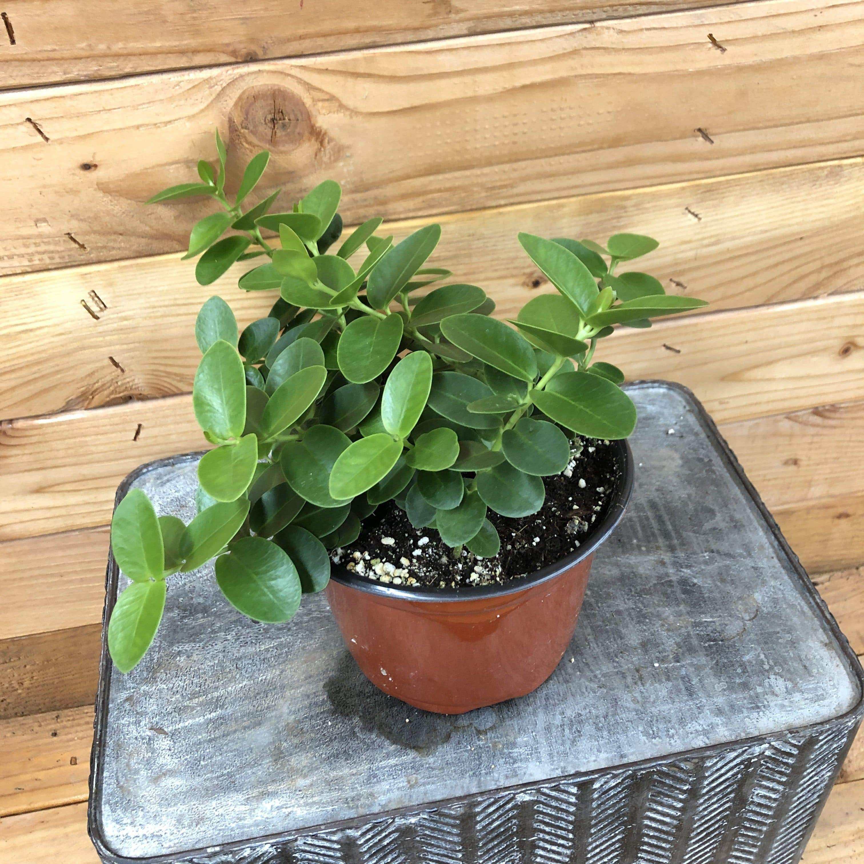 Hoya Cummingiana, 6" Plant - Walmart.com