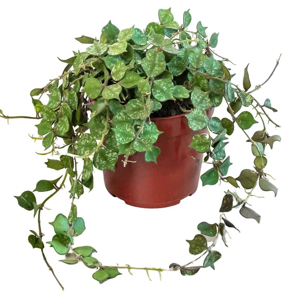 Hoya Curtisii Live Plant for Indoor | Different Houseplants in 4'' & 6 ...