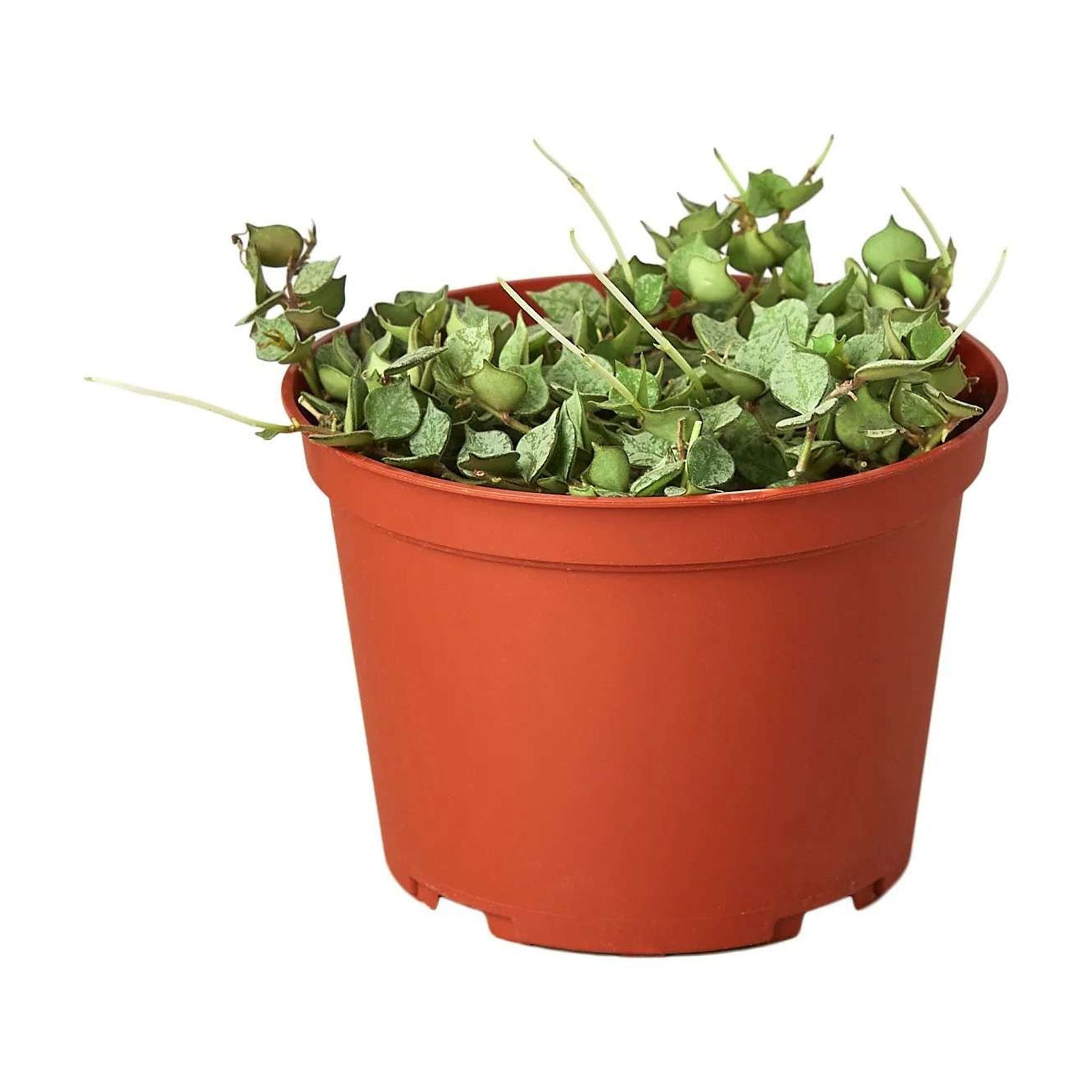 Hoya Curtisii Live Plant for Indoor | Different Houseplants in 4'' & 6 ...