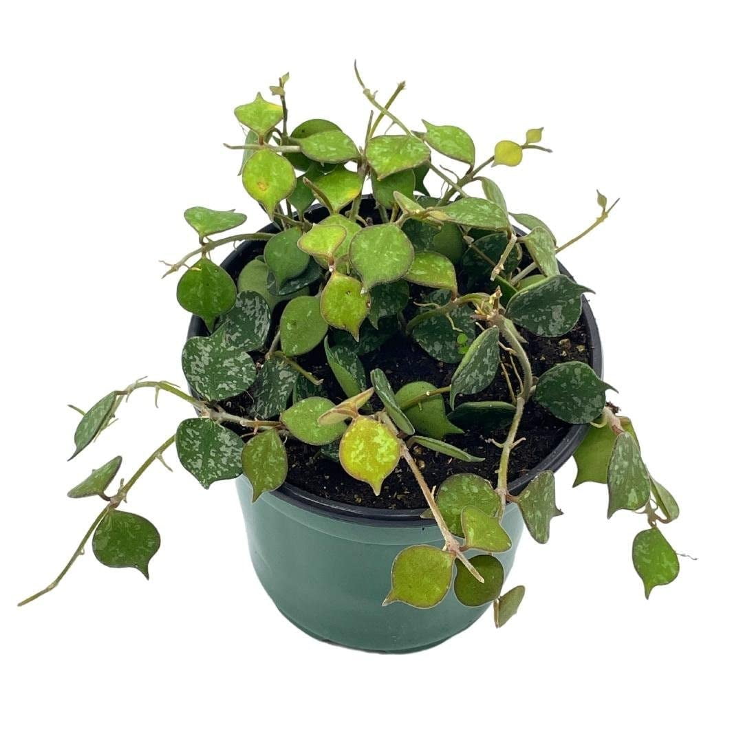 Hoya Curtisii, Very Rare Limited Live Plant, in 4 inch Pot - Walmart.com