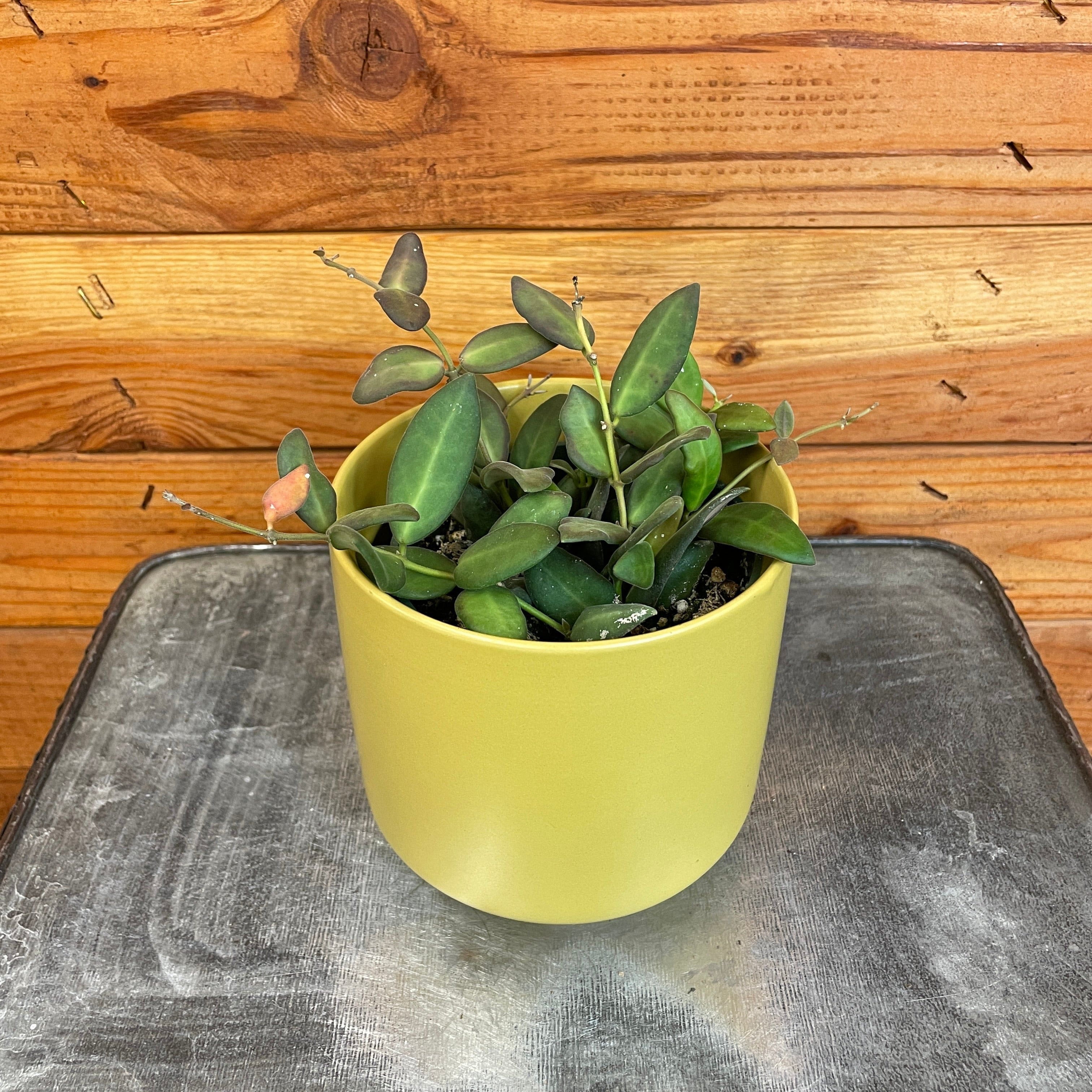 Hoya DS 70, 4" Plant - Walmart.com