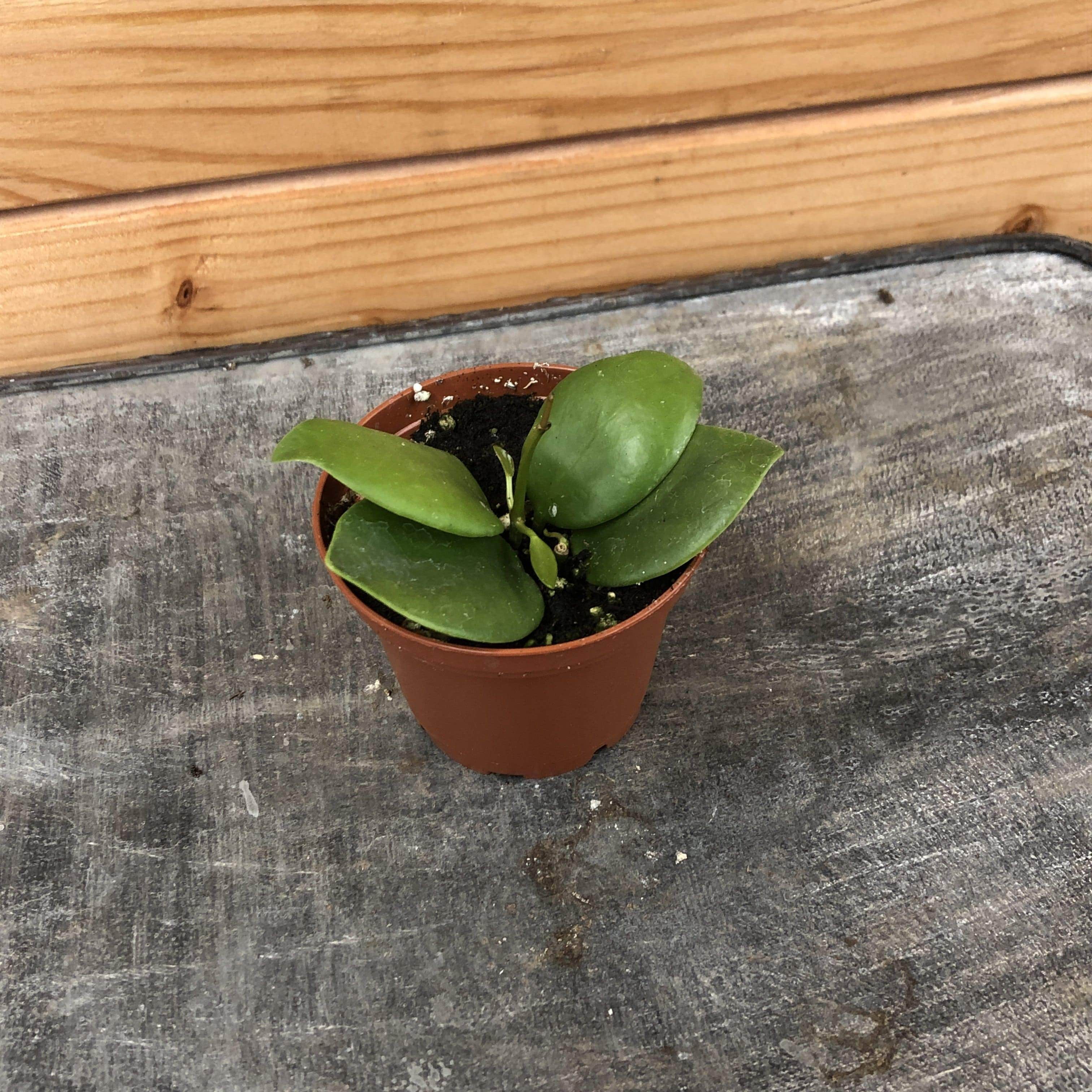 Hoya Diptera, 2" Plant, The Plant Farm - Walmart.com