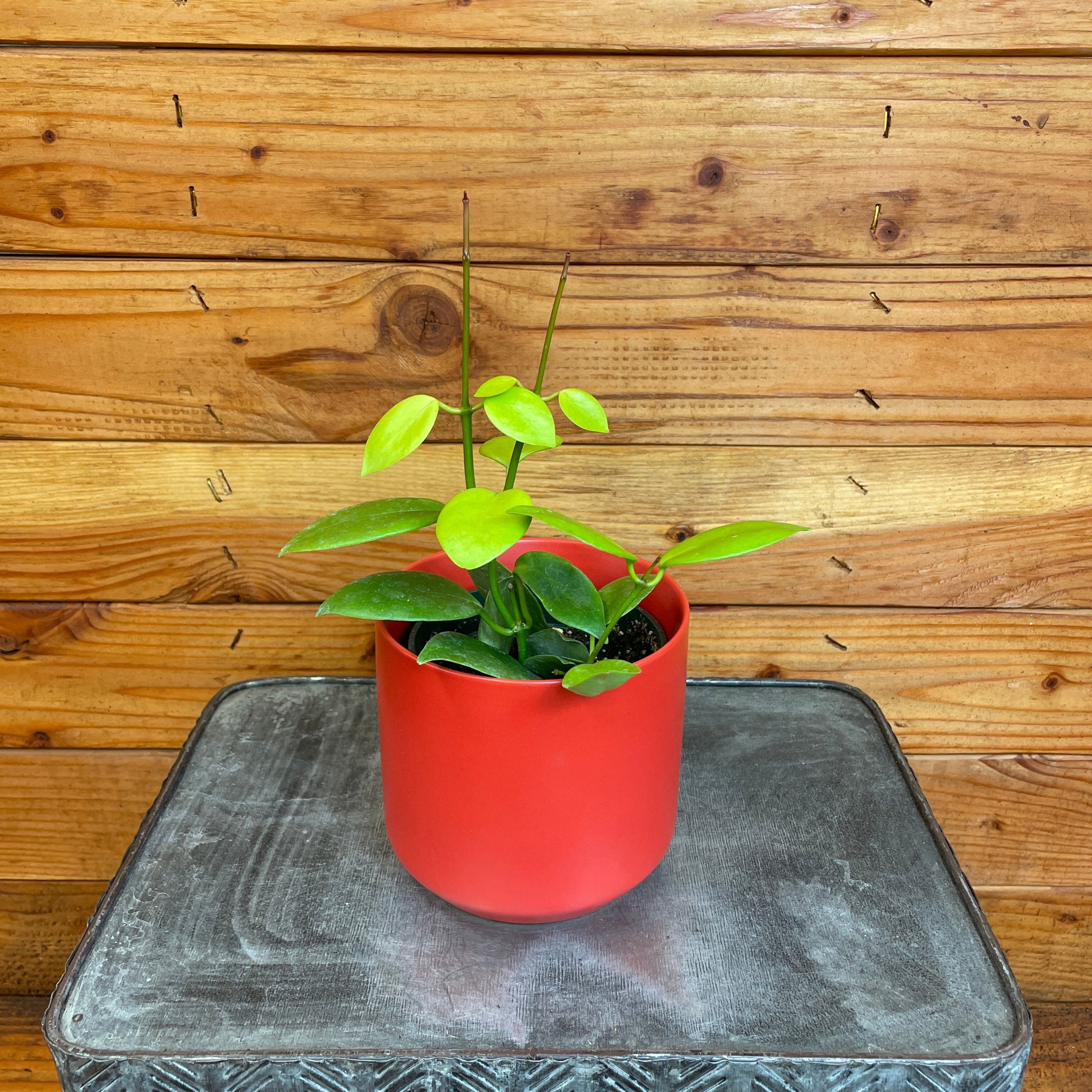 Hoya Diptera, 4" Plant, The Plant Farm - Walmart.com