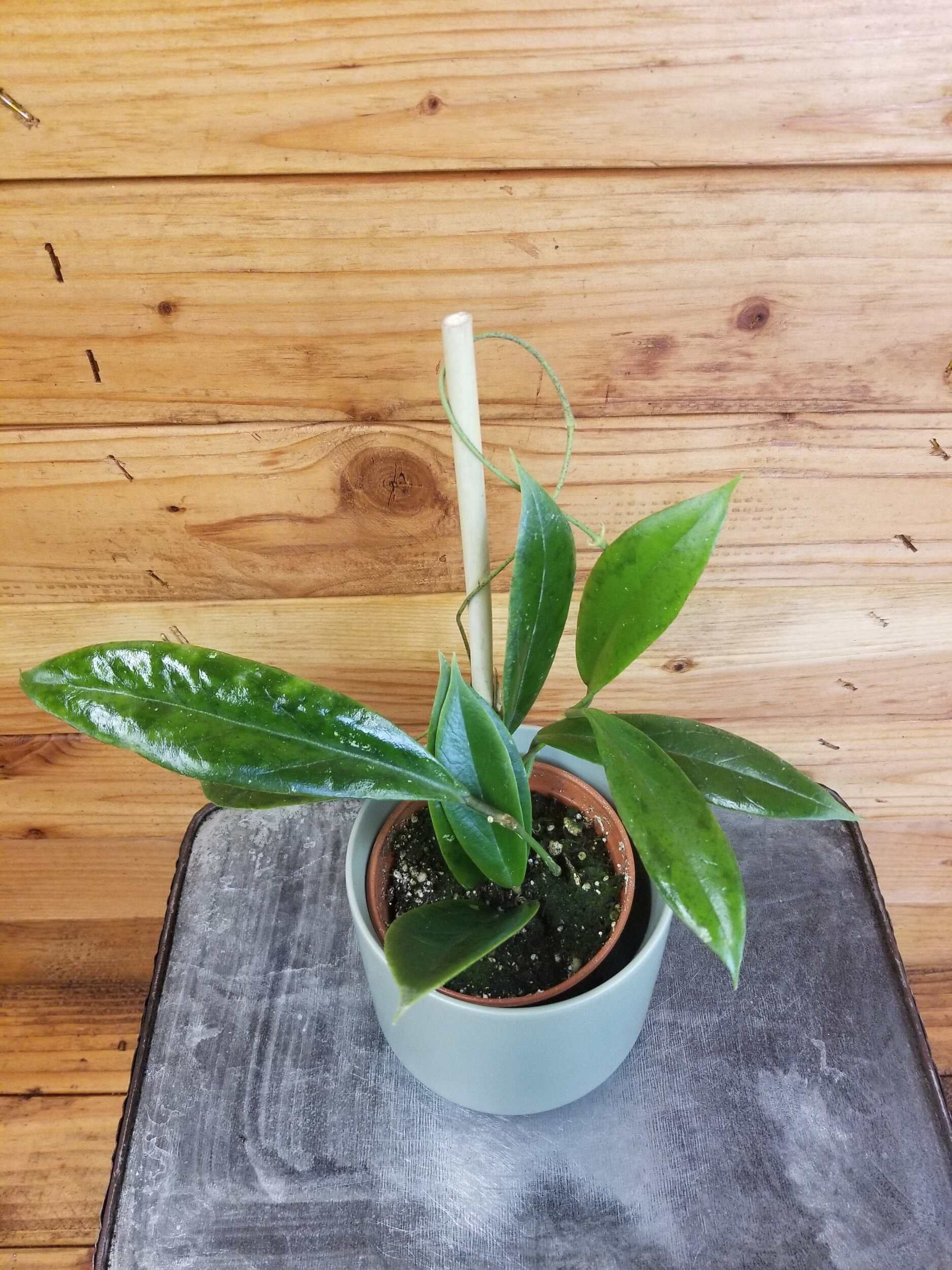Hoya Estrella Waterfalls, 4" Plant, The Plant Farm - Walmart.com