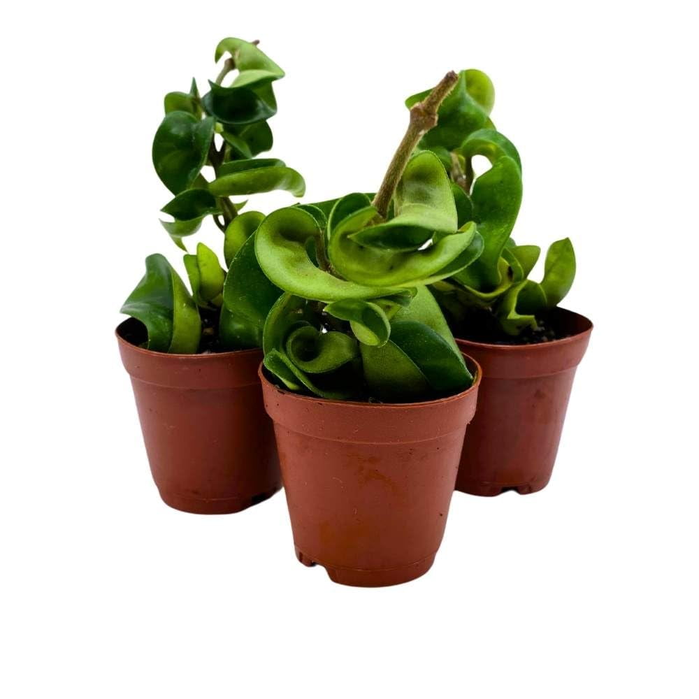 Hoya Green Hindu Rope 2 inch Set of 3 Crinkle Wax Plant Porcelain ...