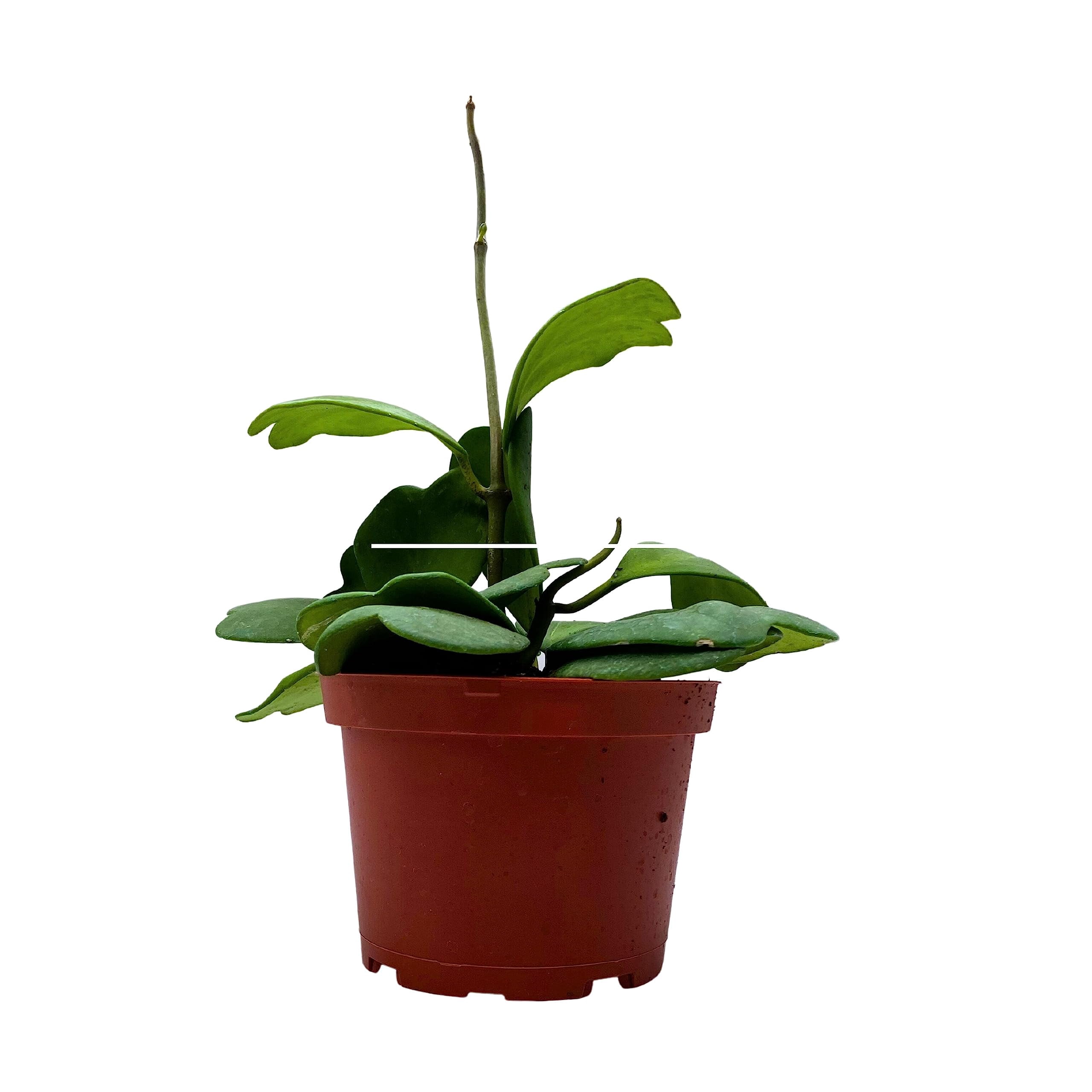 Hoya Kerri Heart On The Vine, 6 inch Pot, All Green Non-Variegated ...