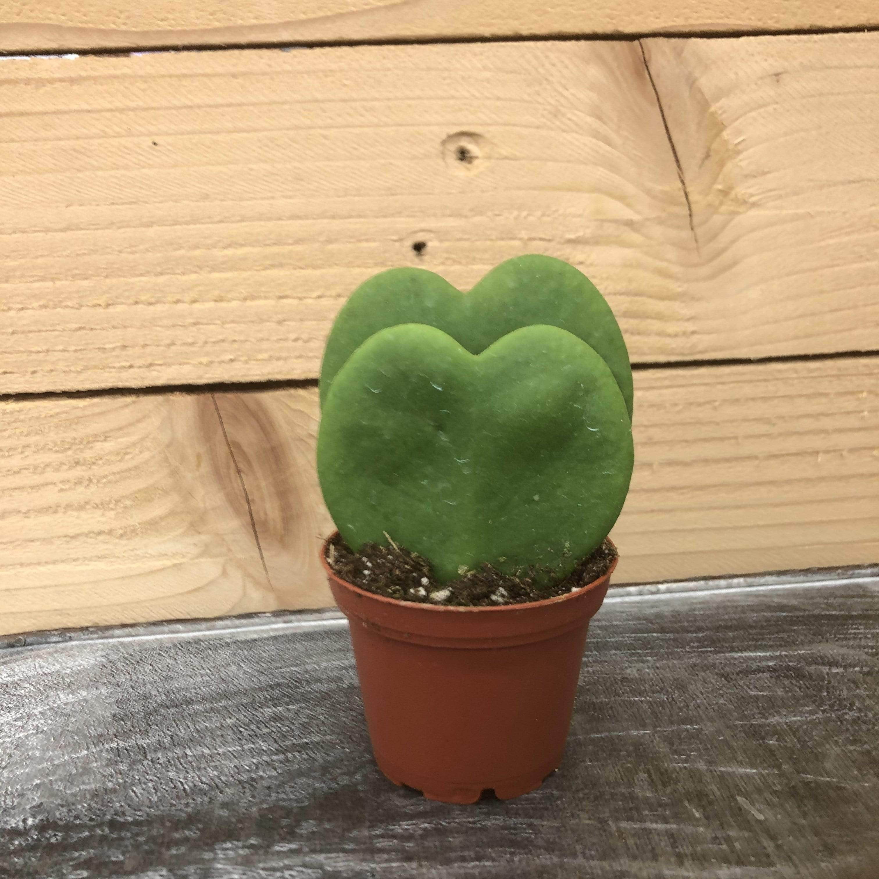 Hoya Kerrii Heart, 2" Plant, The Plant Farm - Walmart.com