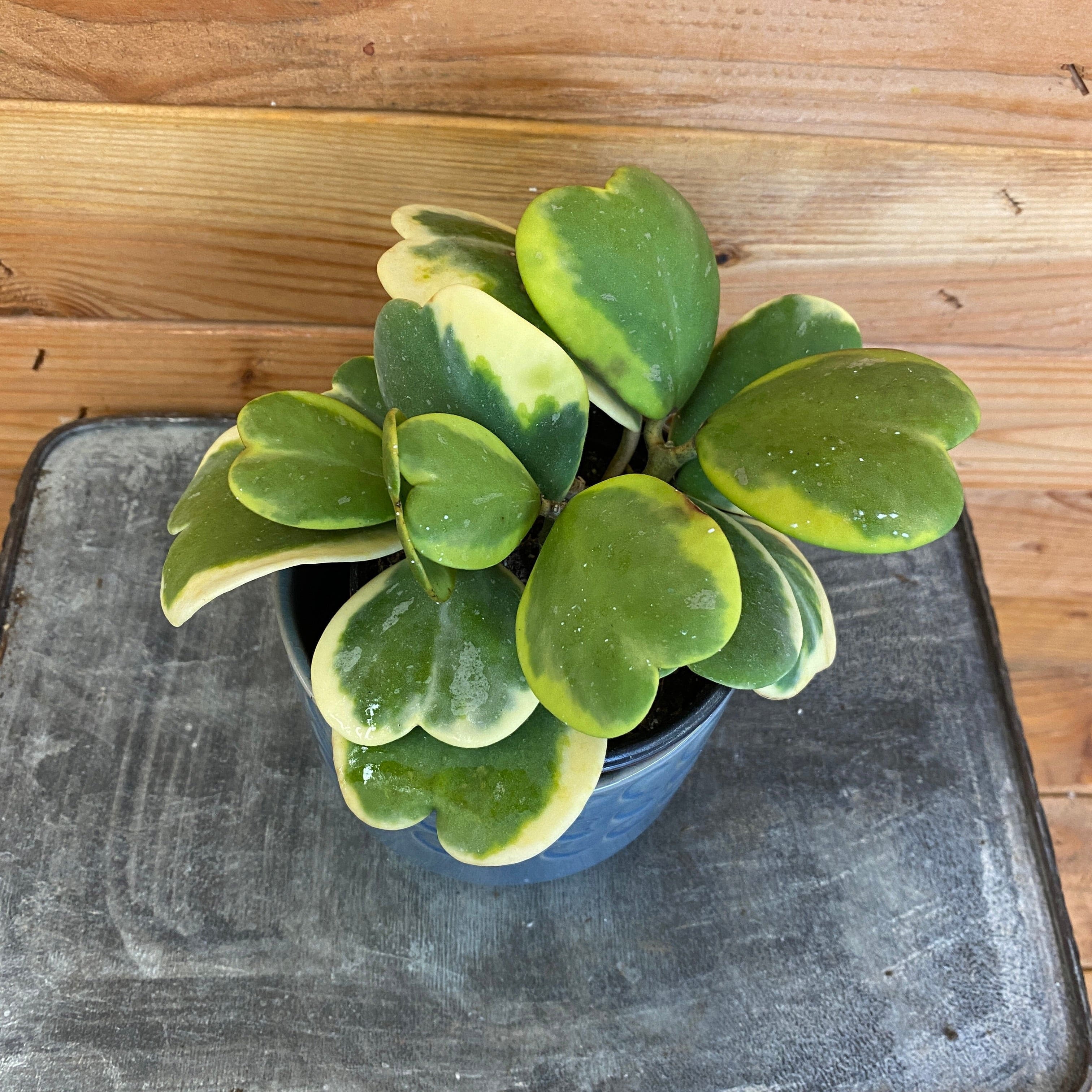 Hoya Kerrii Heart Variegated, 4" Plant - Walmart.com