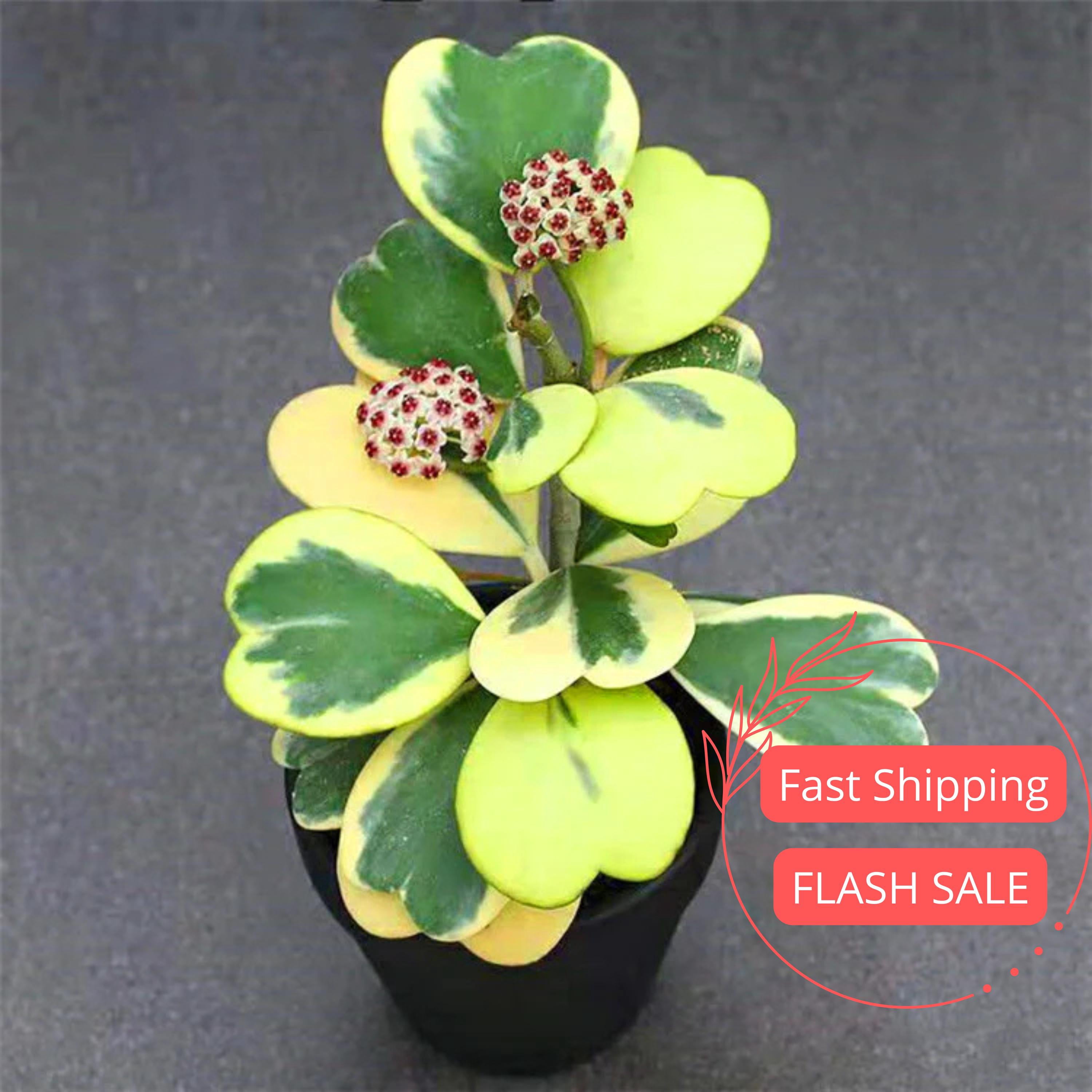 Hoya Kerrii Variegated Live Plant | Hoya Heart Variegated Starter ...