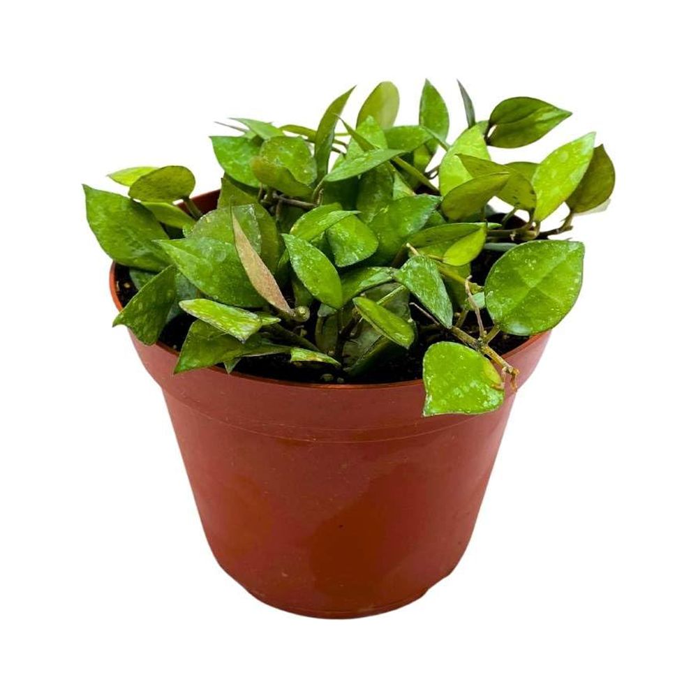 Hoya Krohniana Black, 4 inch Rare Dark Hoya Wax Plant - Walmart.com