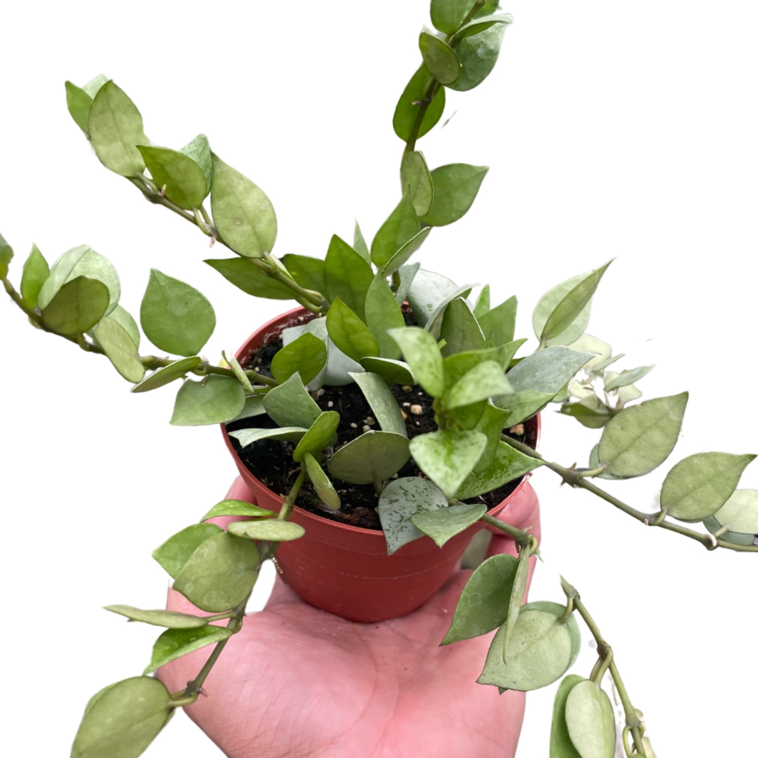 Hoya 'Krohniana Super Silver', 6" Pot, Indoor Houseplant, Easy Care ...