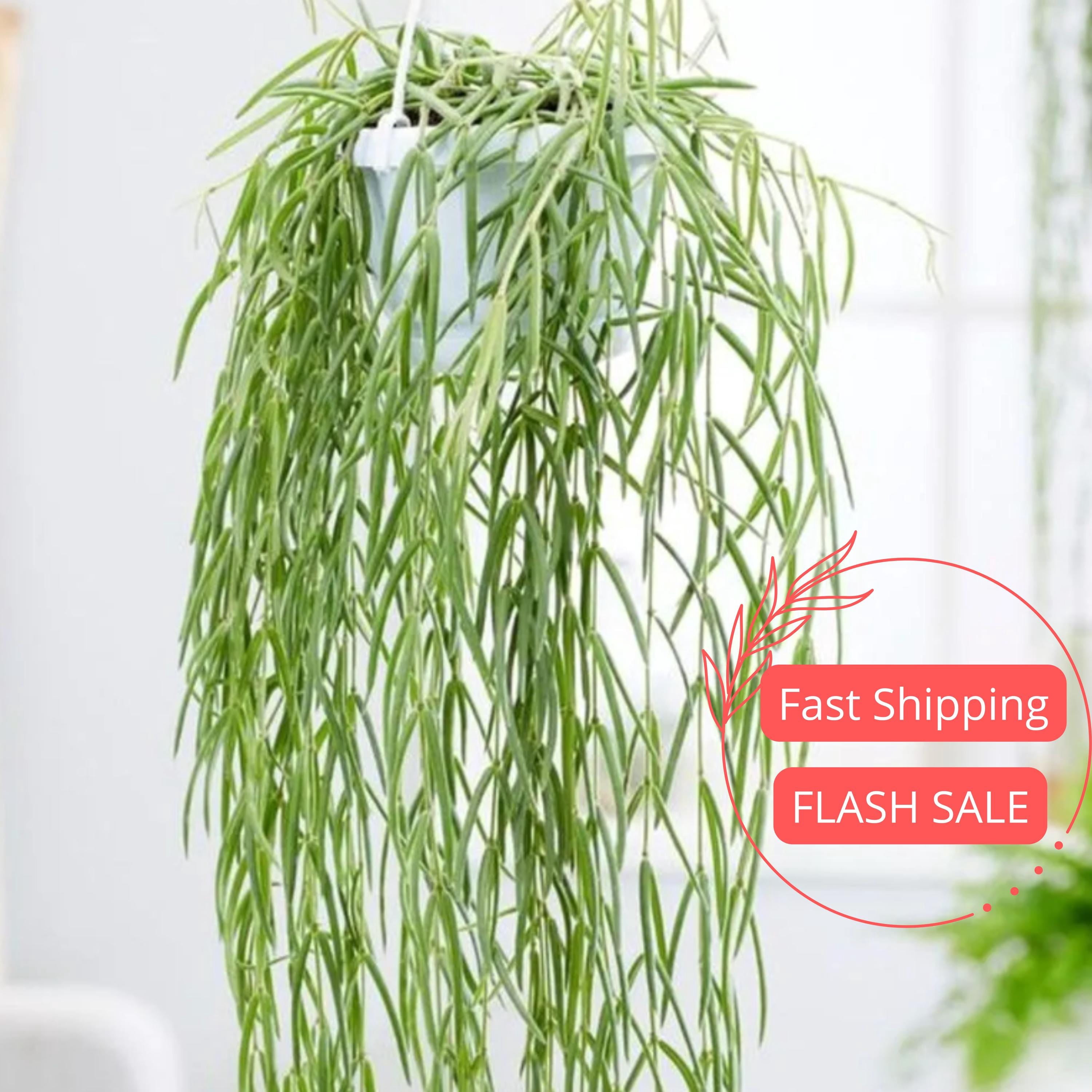 Hoya Linearis Live Plant | String Hoya Starter Plants | Cuttings of ...