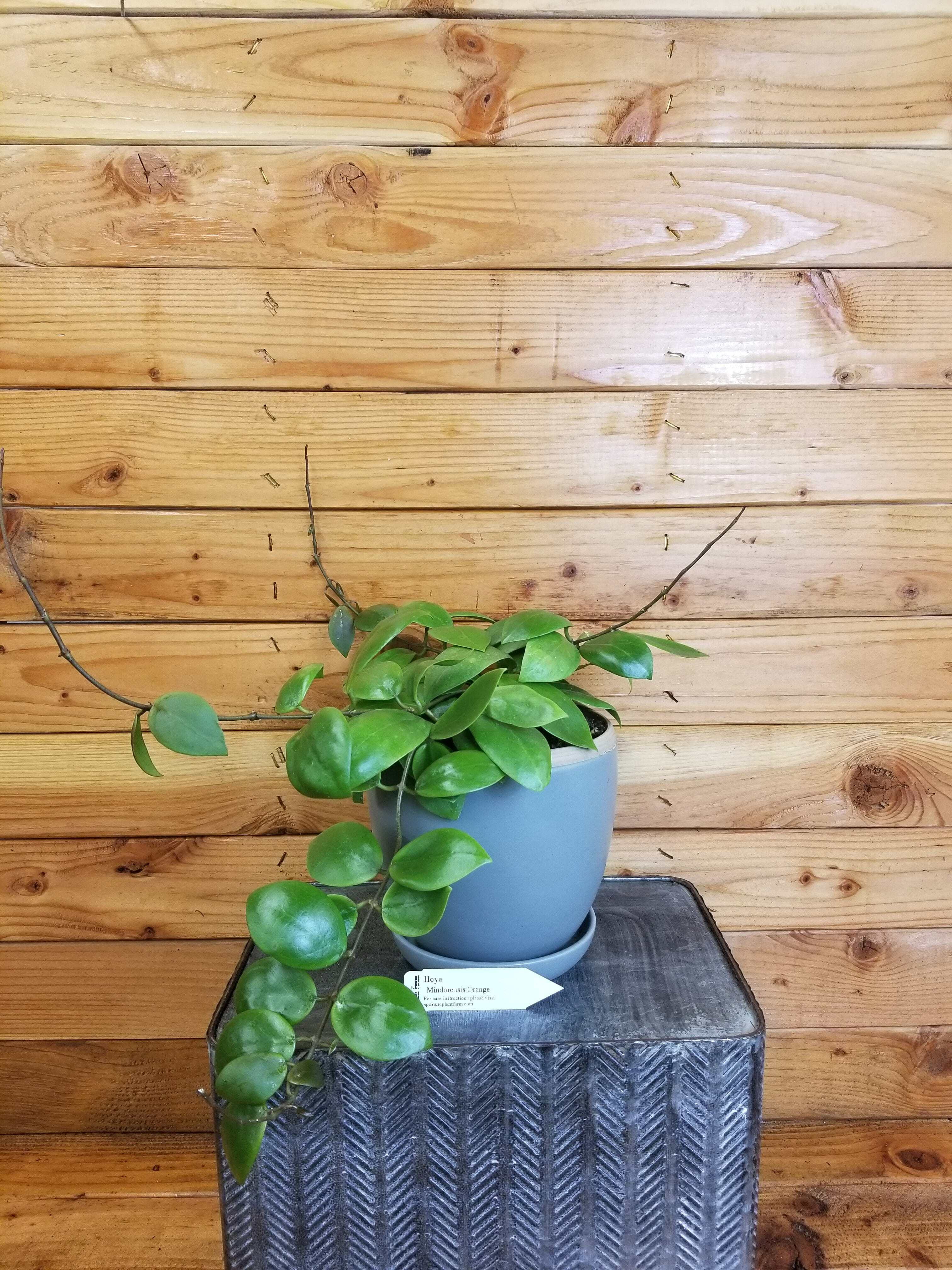 Hoya Mindorensis Orange, 6" Plant - Walmart.com