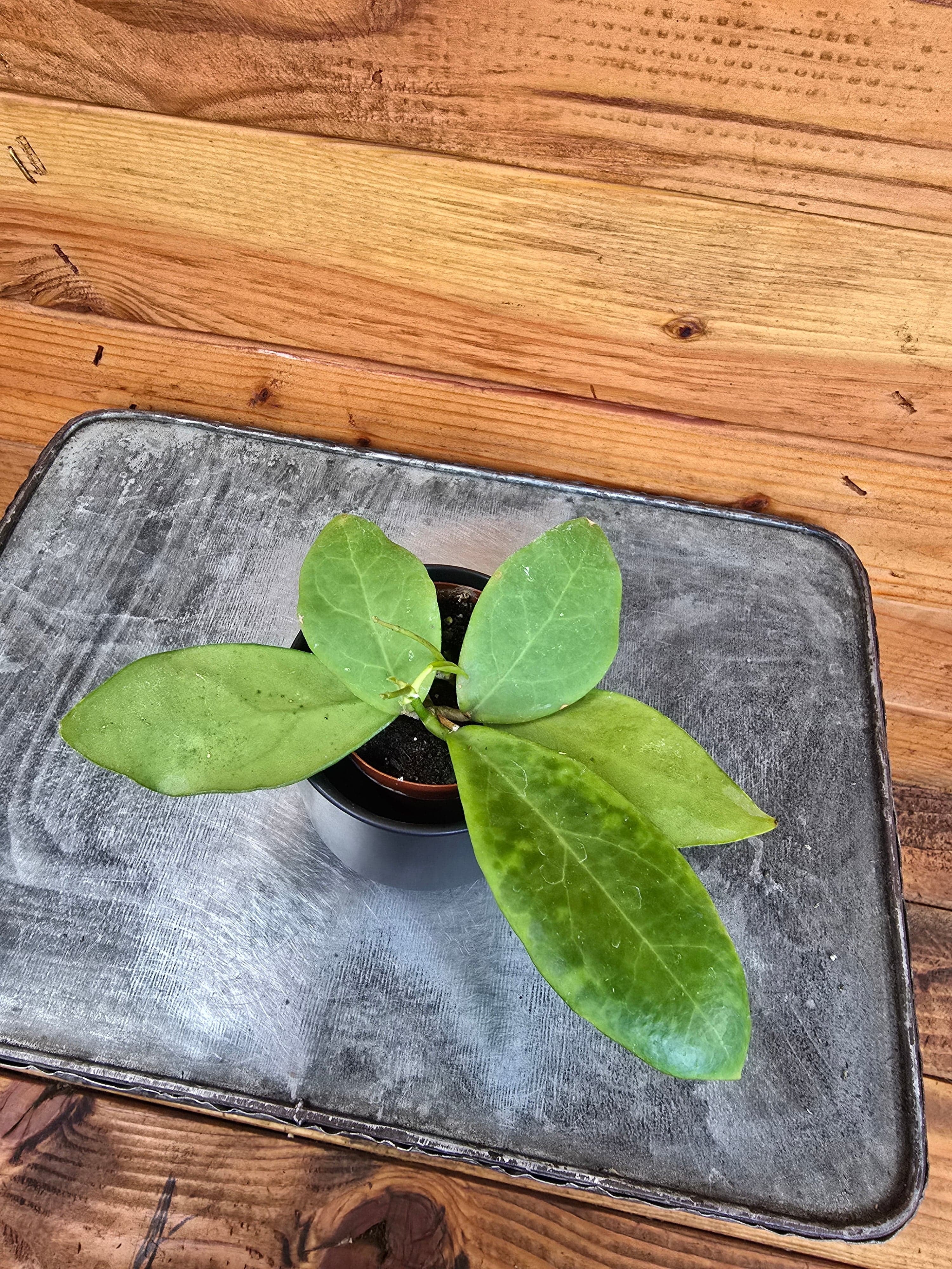 Hoya Mindorensis Yellow, 2" Plant, The Plant Farm - Walmart.com