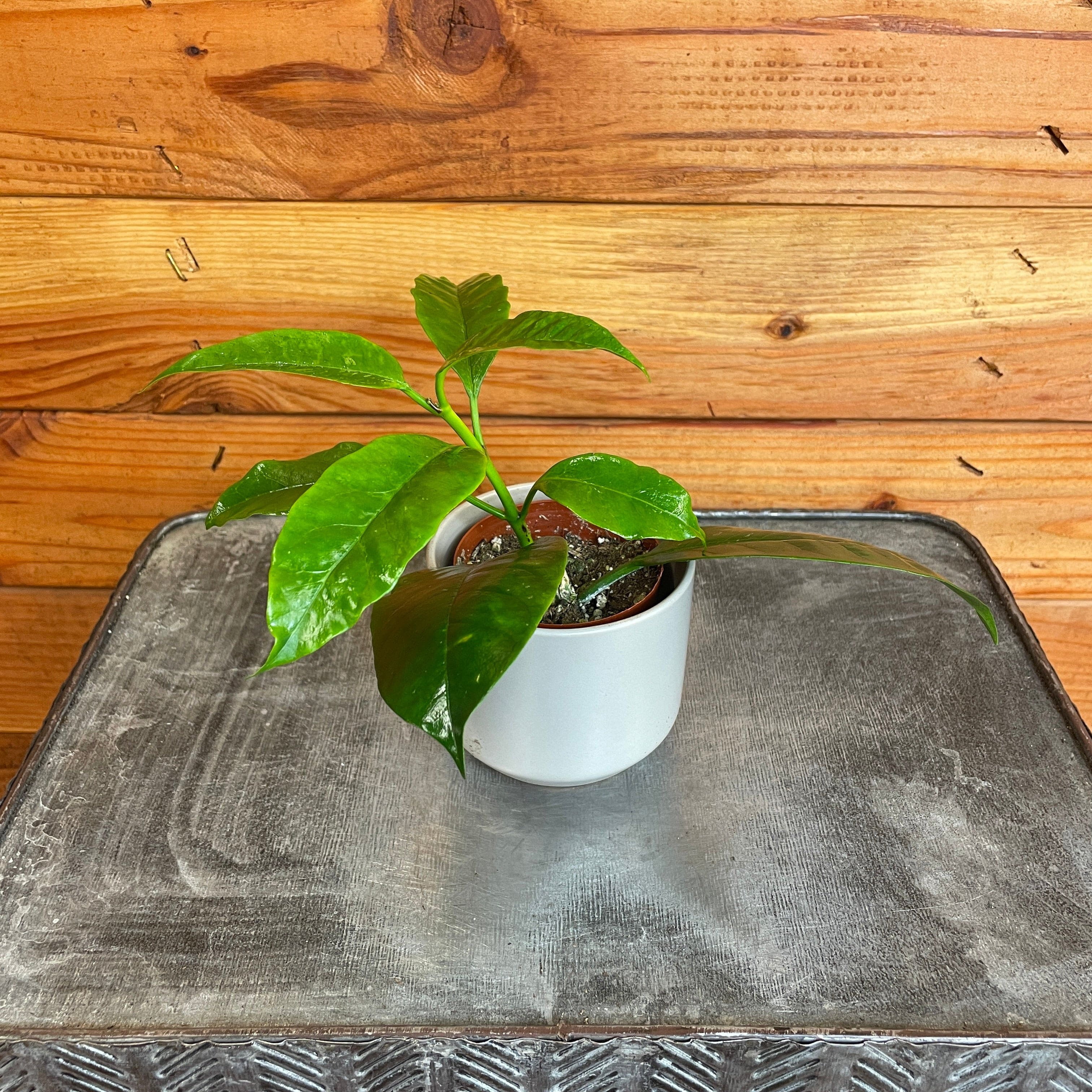 Hoya Multiflora Shooting Star, 2" Plant - Walmart.com