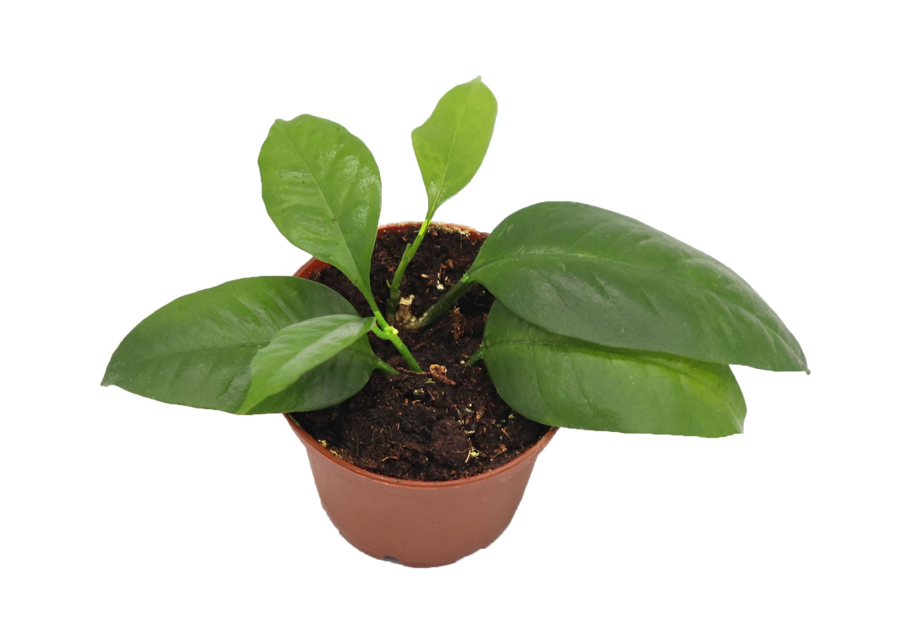 Hoya Multiflora Shooting Star - 2'' from California Tropicals - Walmart.com