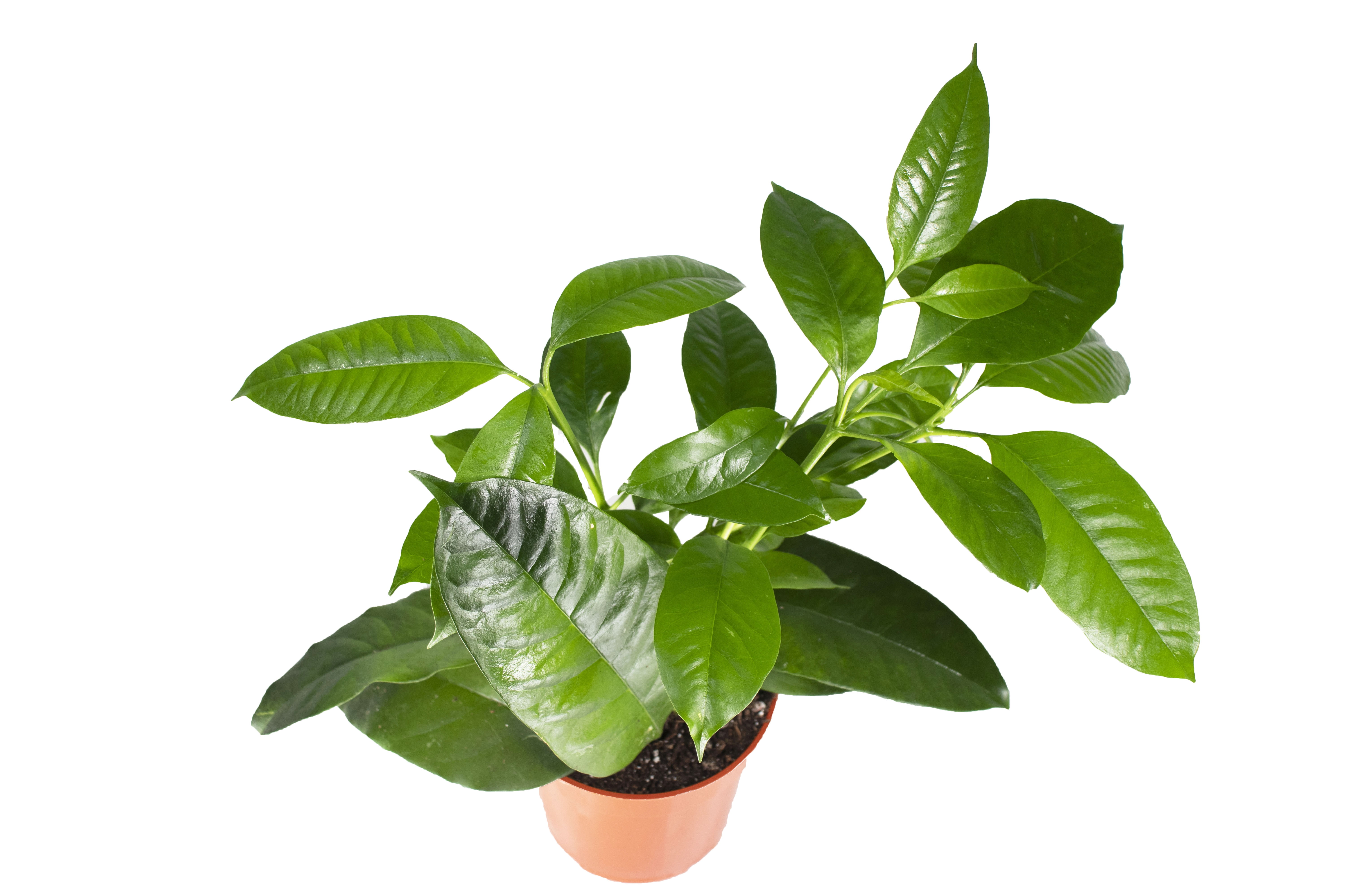 Hoya Multiflora (Shooting Star) - 4'' from California Tropicals ...