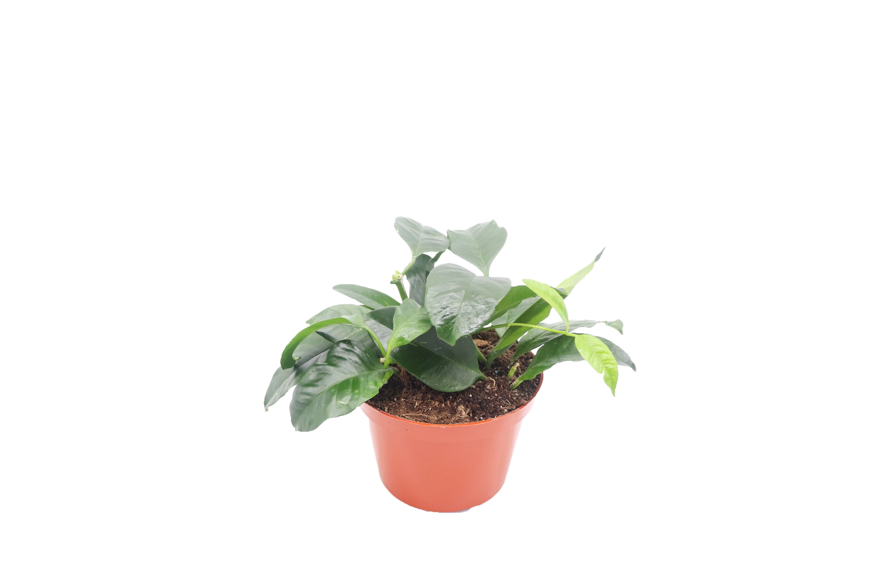 Hoya Multiflora 'Shooting Star' - 6'' from California Tropicals ...