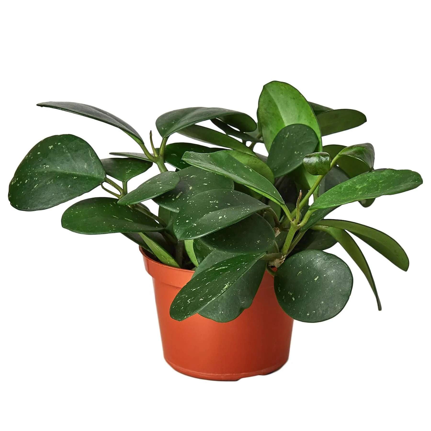 Hoya Obovata Live Plant for Indoor | Different Houseplants in 4'' & 6 ...