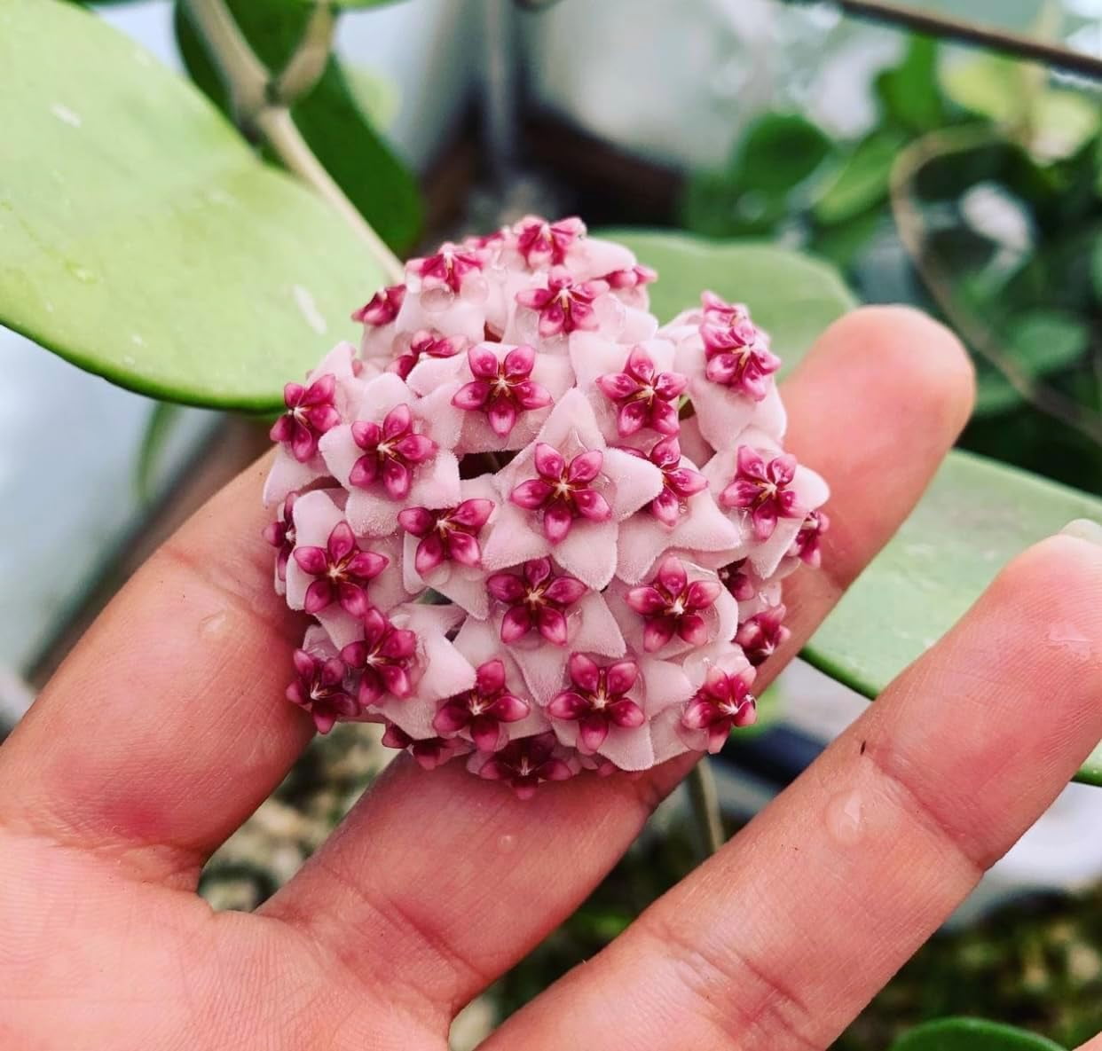 Hoya Obovata Spalsh Available in 2" Pot, 4" Pot, and 6" Hanging Pot ...